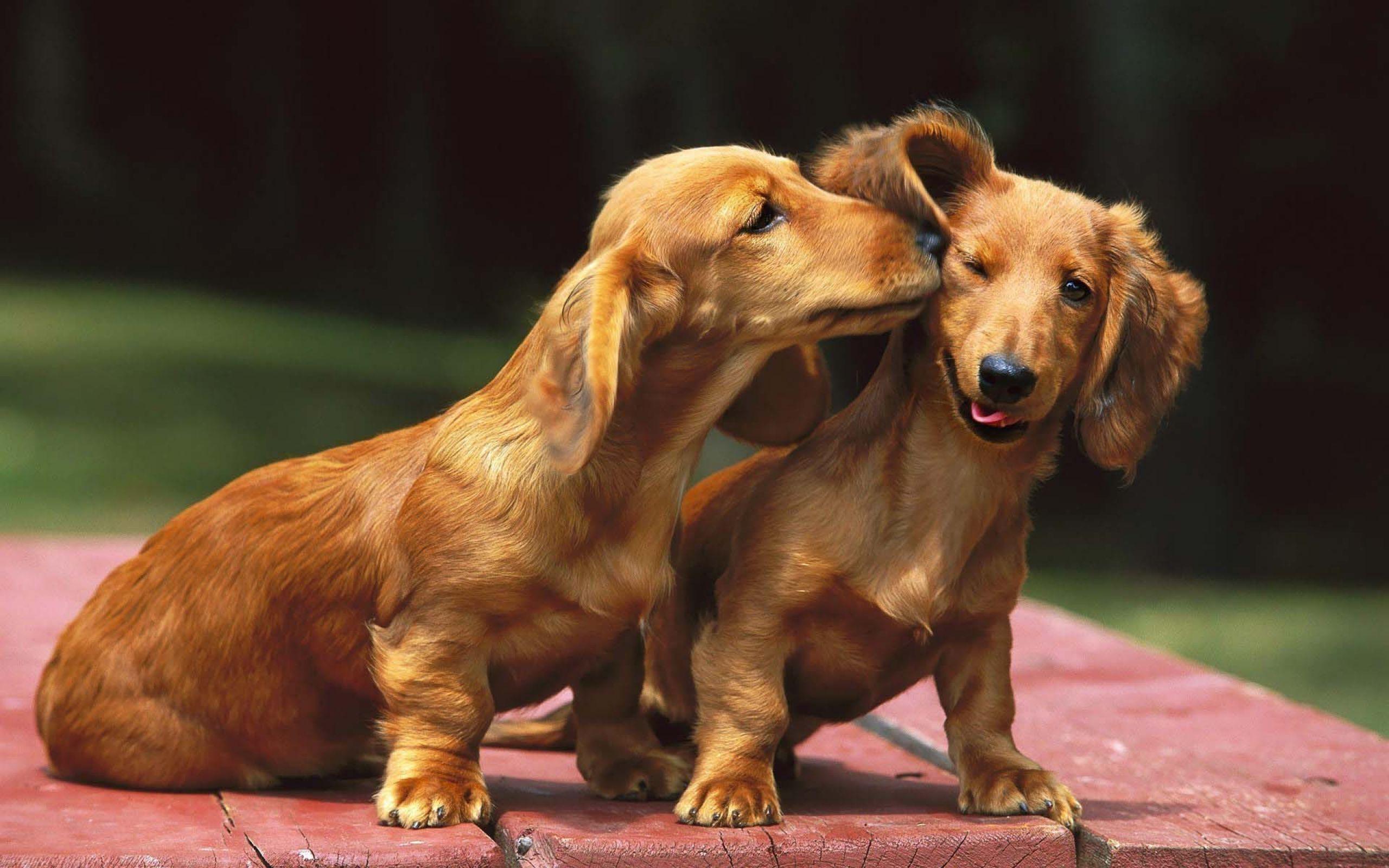 Dog Playing Wallpapers - Top Free Dog Playing Backgrounds - WallpaperAccess