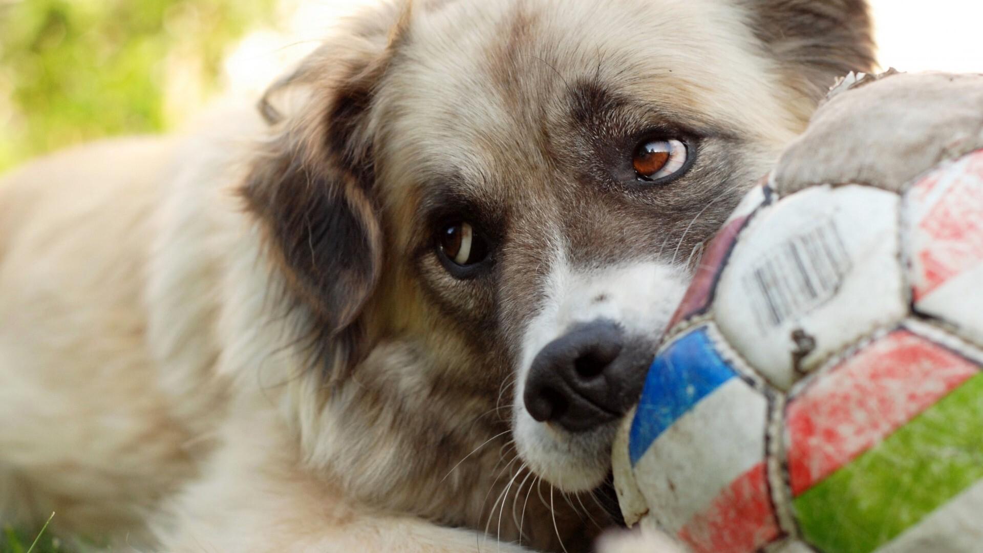 Dog Playing Wallpapers - Top Free Dog Playing Backgrounds - WallpaperAccess