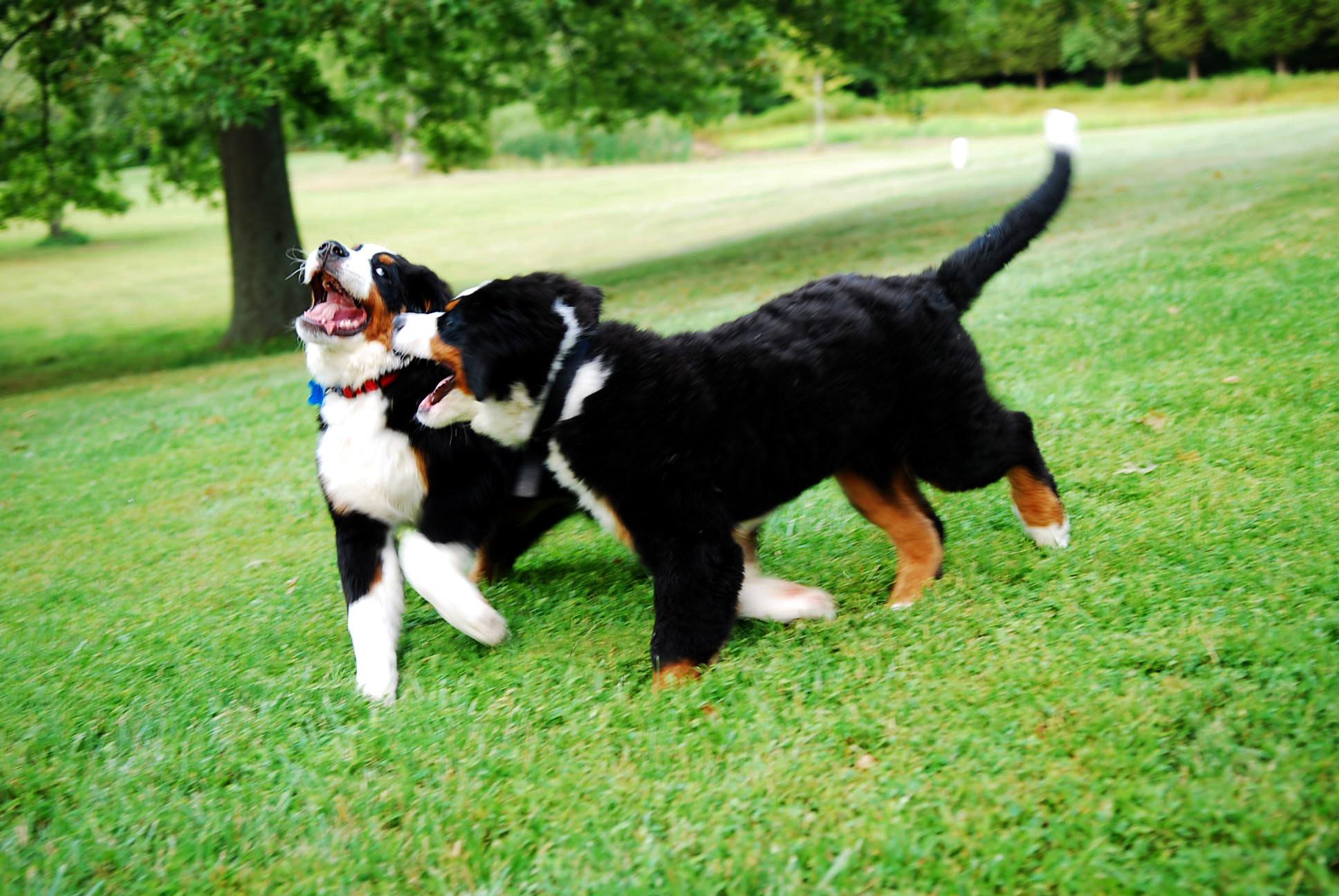 Dog Playing Wallpapers - Top Free Dog Playing Backgrounds - WallpaperAccess