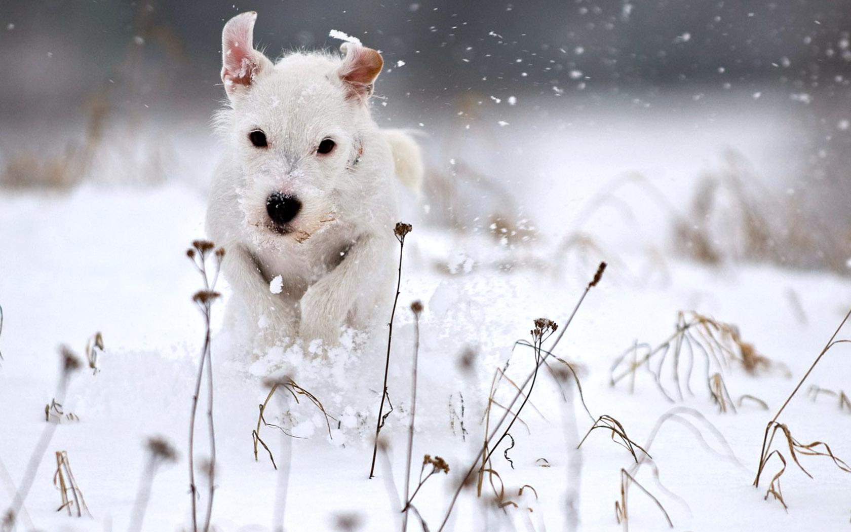 Dog Playing Wallpapers - Top Free Dog Playing Backgrounds - WallpaperAccess