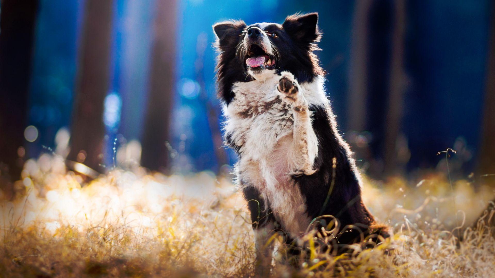 Dog Playing Wallpapers - Top Free Dog Playing Backgrounds - WallpaperAccess