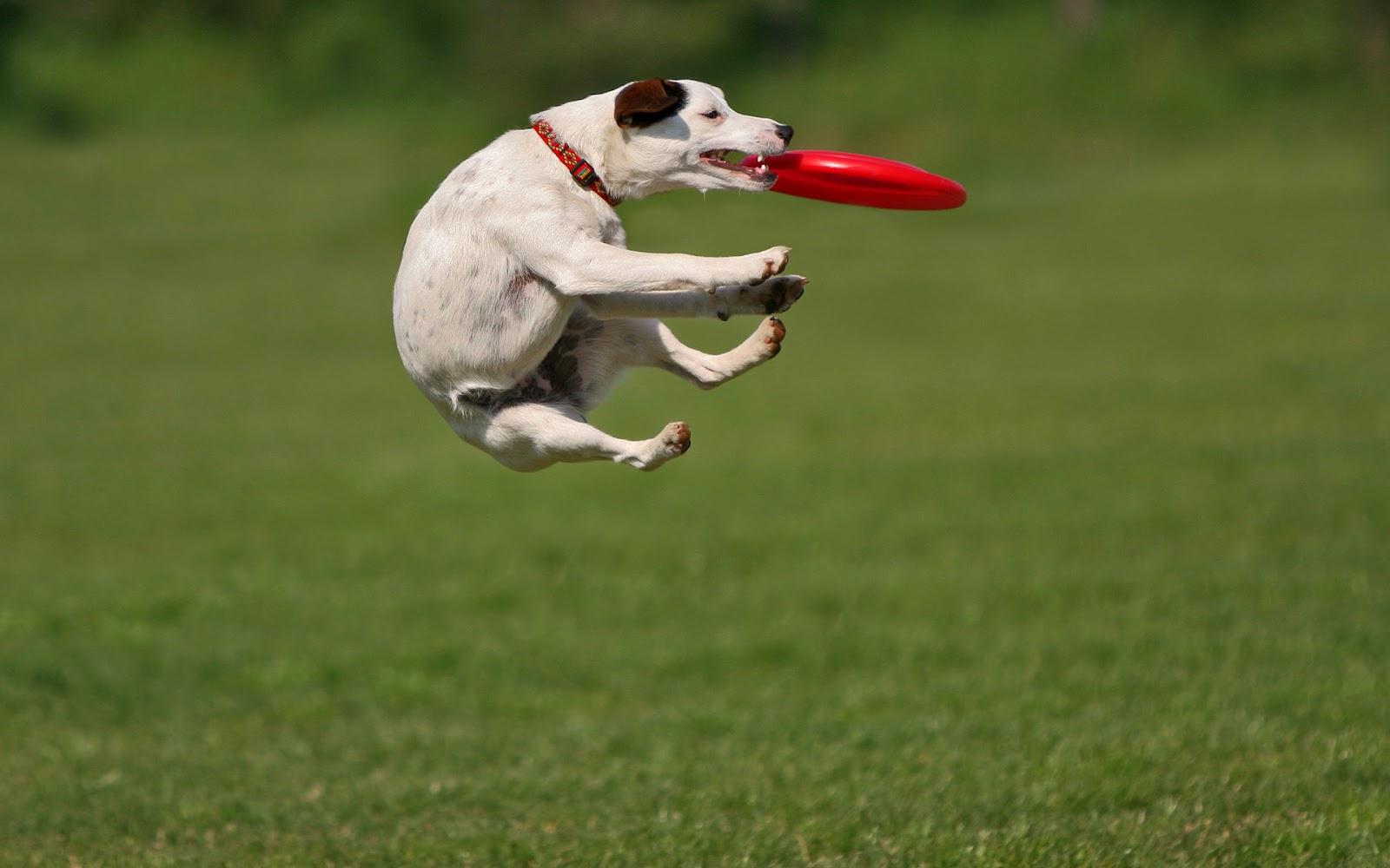 Dog Playing Wallpapers - Top Free Dog Playing Backgrounds - WallpaperAccess