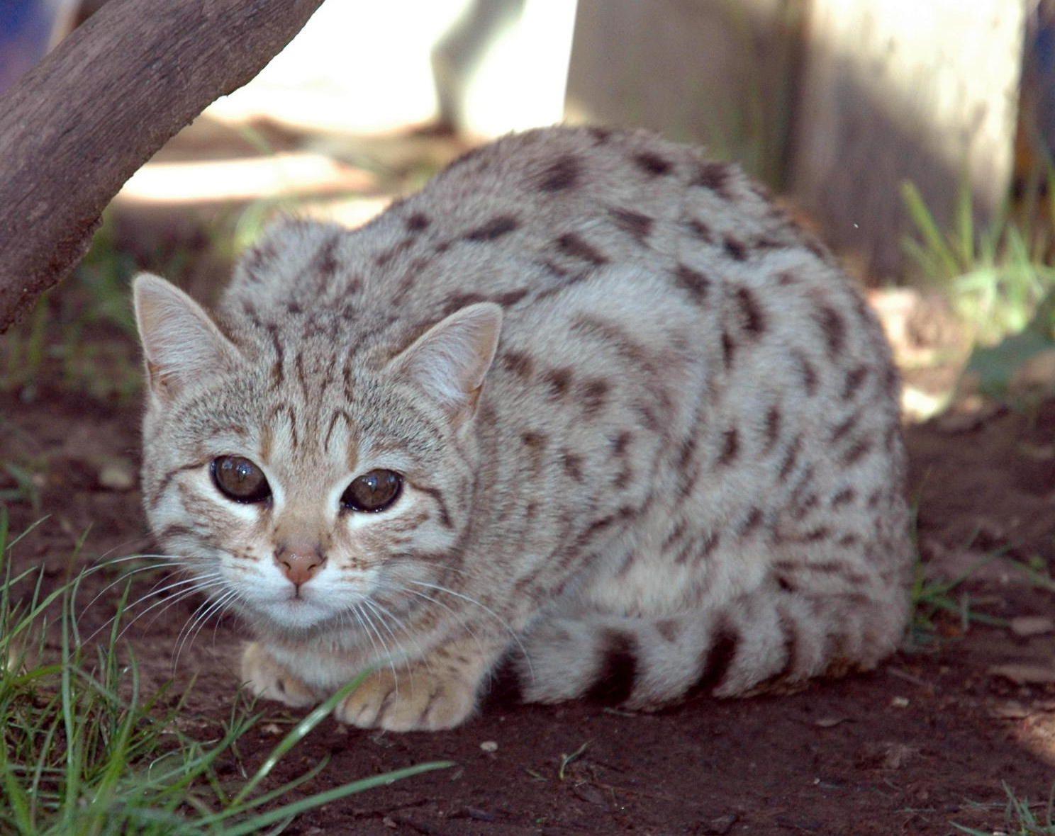 Bengal Cat Wallpapers - Top Free Bengal Cat Backgrounds - WallpaperAccess