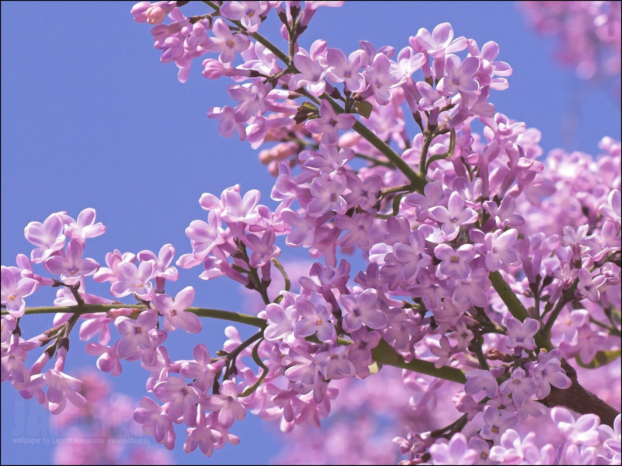 Lilac Tree Wallpapers - Top Free Lilac Tree Backgrounds - WallpaperAccess
