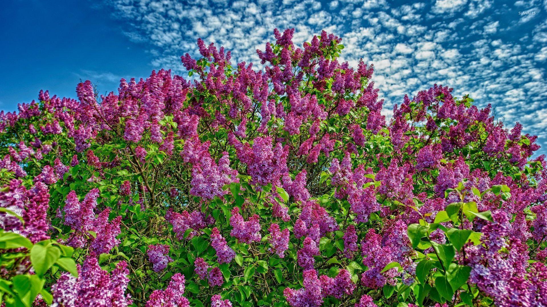 Lilac Tree Wallpapers - Top Free Lilac Tree Backgrounds - WallpaperAccess