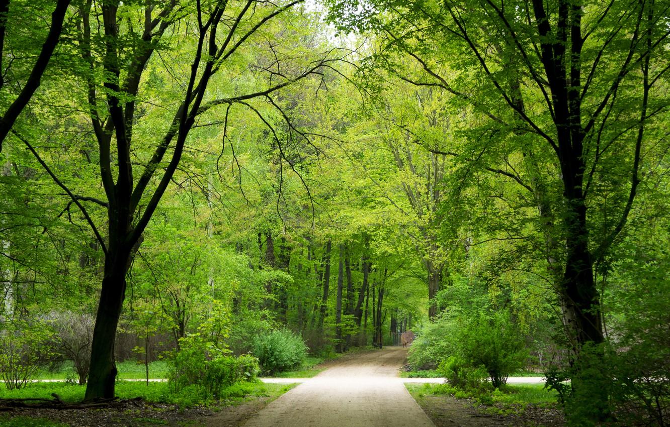 Summer Trees Wallpapers - Top Free Summer Trees Backgrounds ...