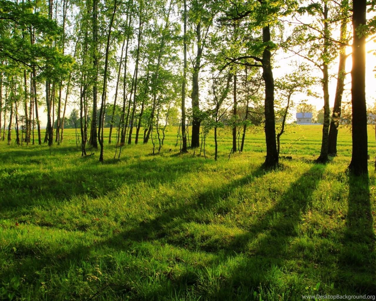 Summer Trees Wallpapers - Top Free Summer Trees Backgrounds ...