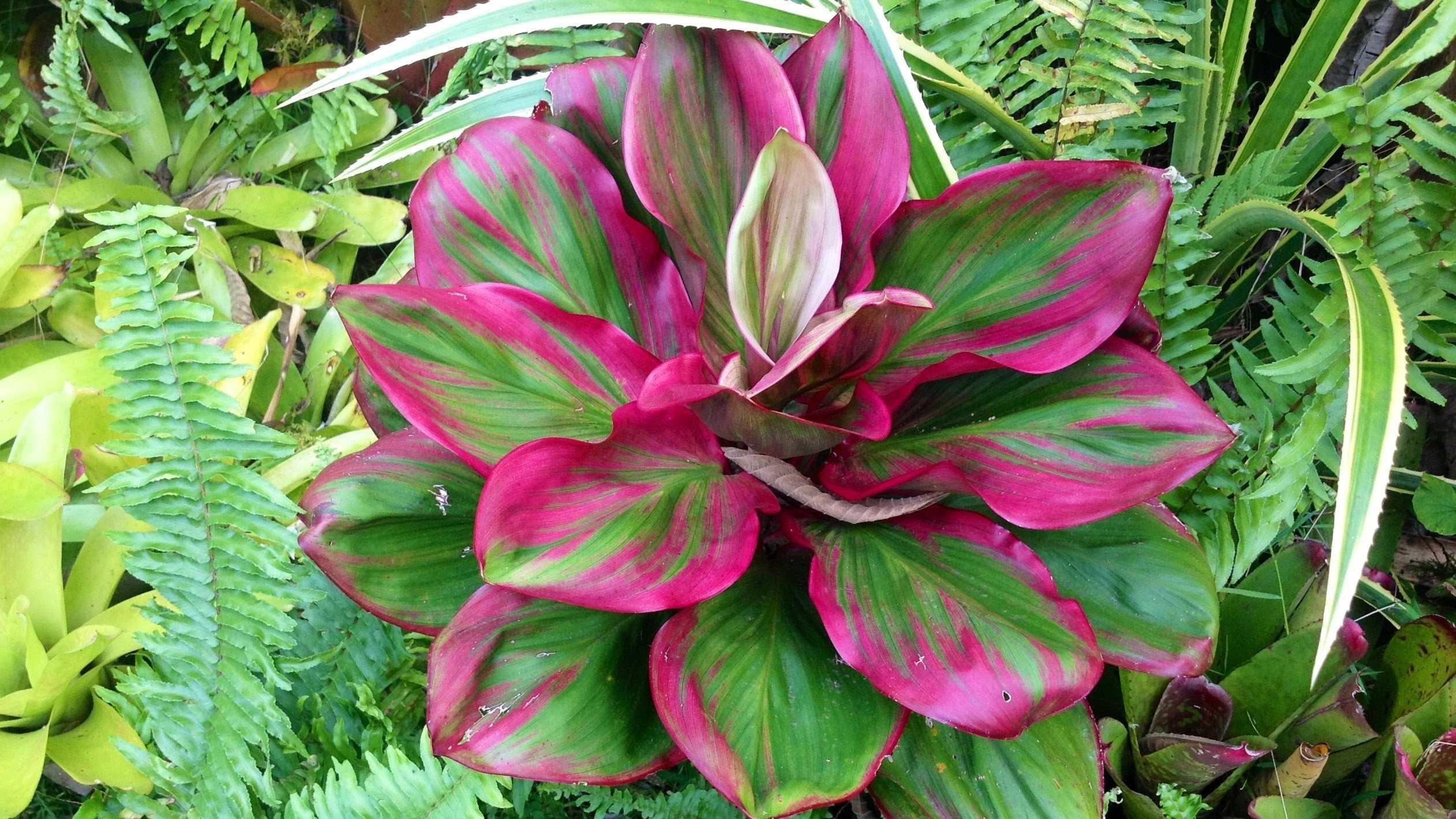 Rainforest Flowers Wallpapers - Top Free Rainforest Flowers Backgrounds ...