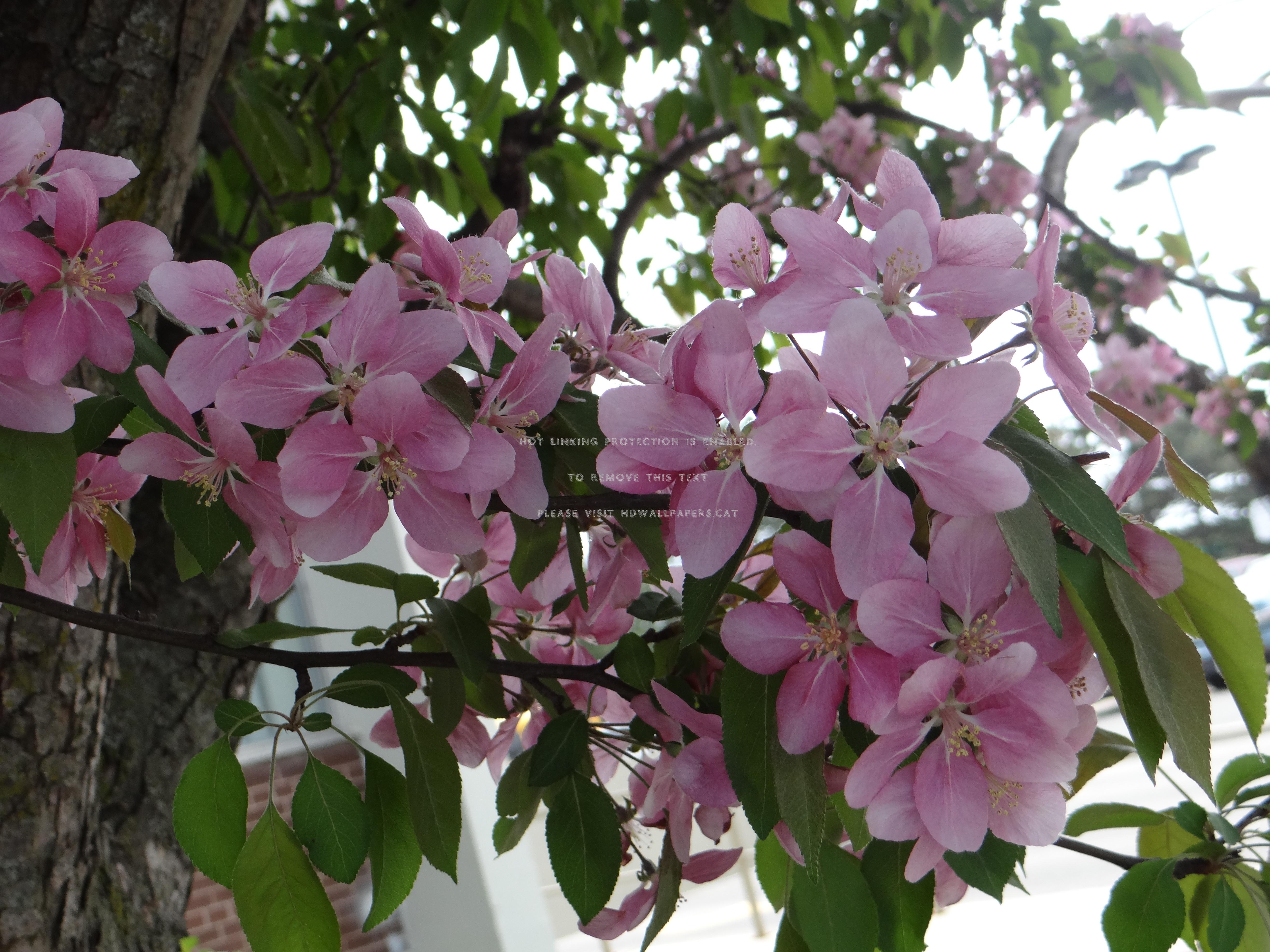 Lilac Tree Wallpapers - Top Free Lilac Tree Backgrounds - WallpaperAccess