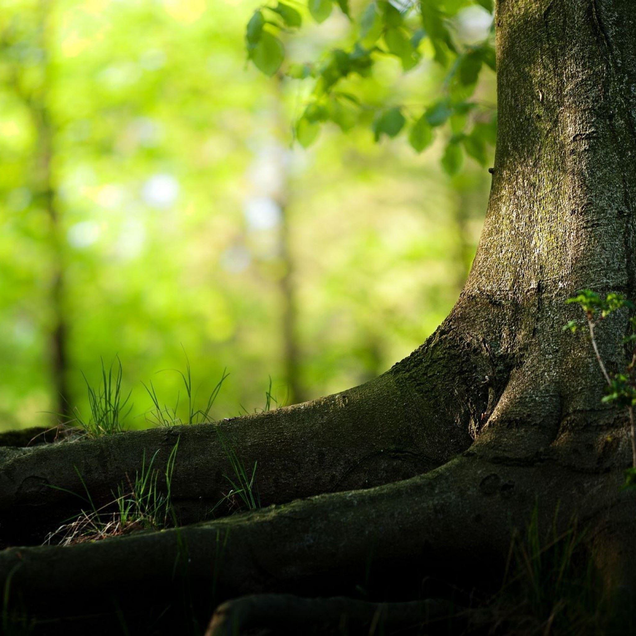 Summer Trees Wallpapers - Top Free Summer Trees Backgrounds ...