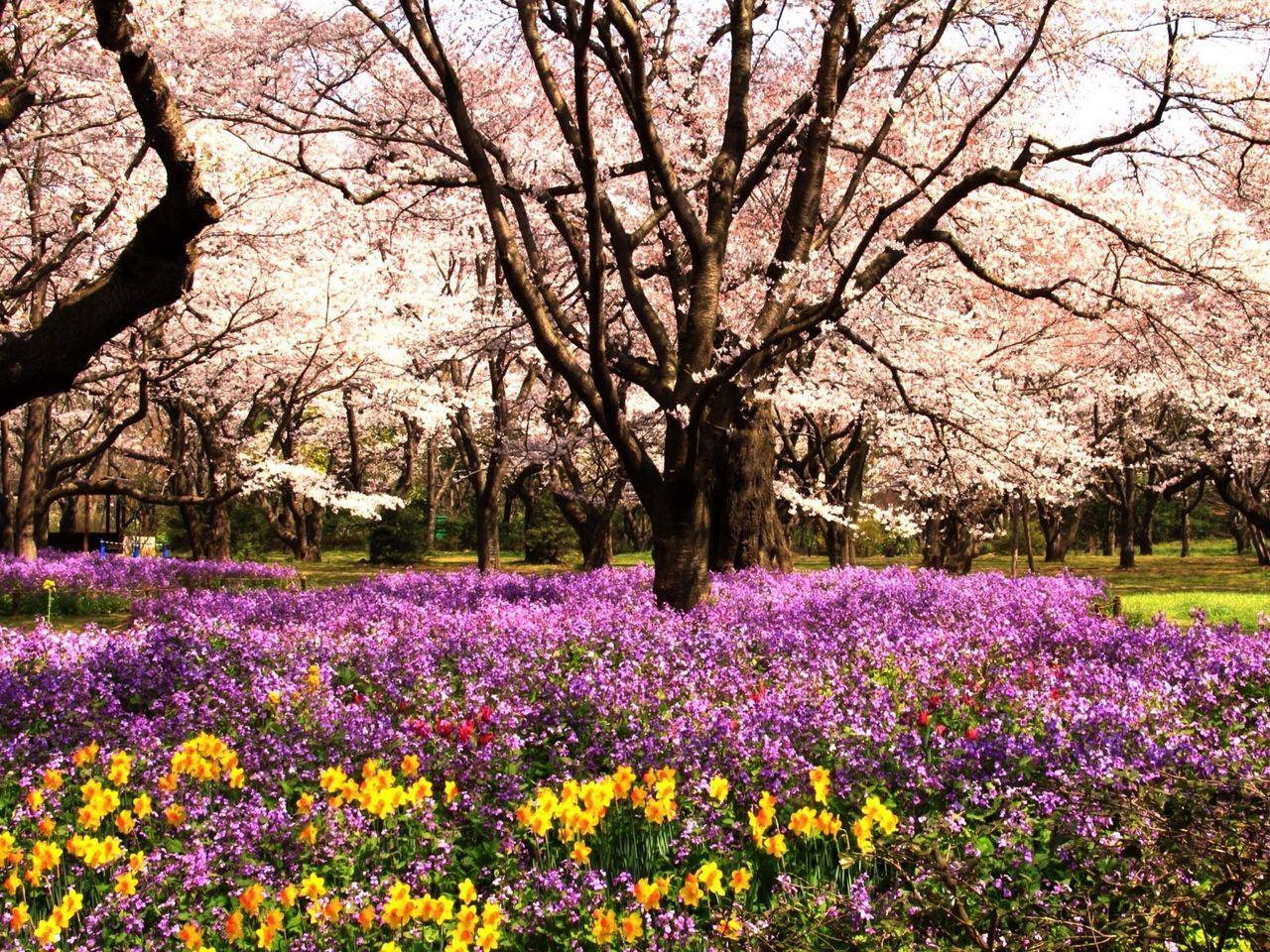 Summer Trees Wallpapers - Top Free Summer Trees Backgrounds ...
