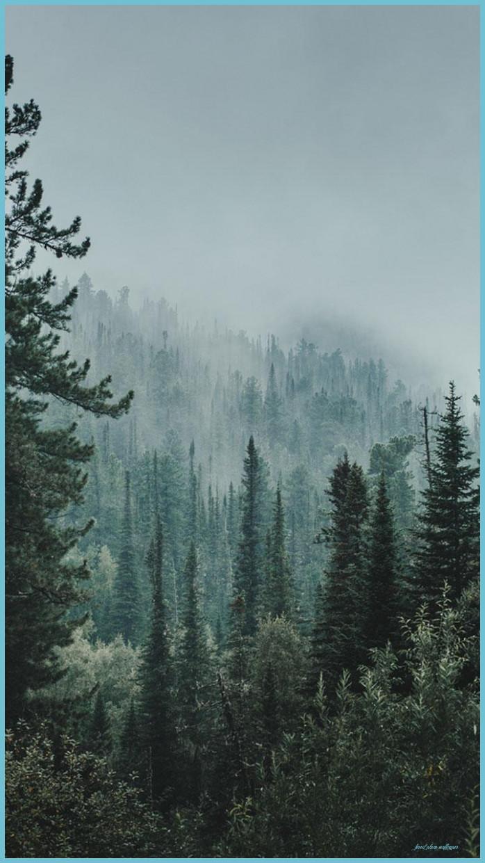 Forest HD Phone Wallpapers - Top Free Forest HD Phone Backgrounds ...