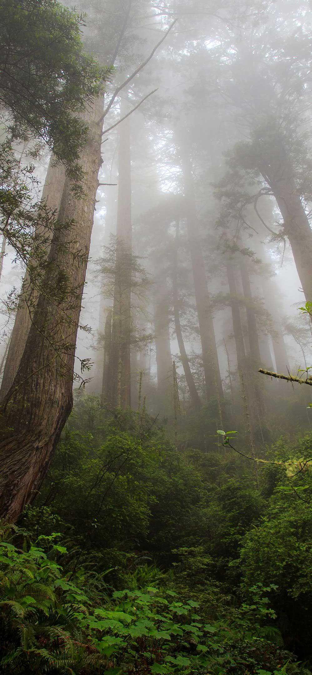 Forest HD Phone Wallpapers - Top Free Forest HD Phone Backgrounds ...