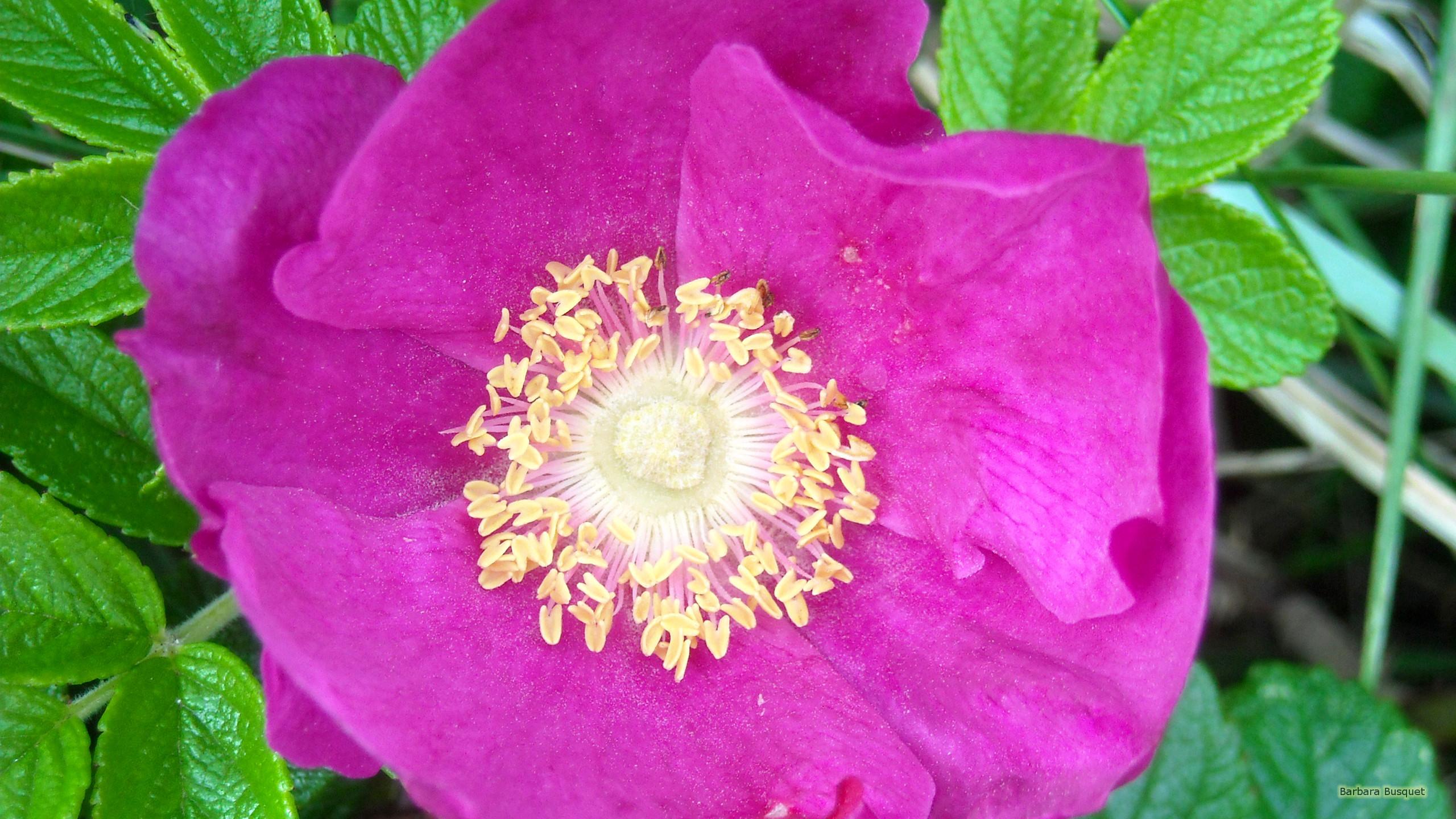 Japanese Rose Wallpapers - Top Free Japanese Rose Backgrounds ...