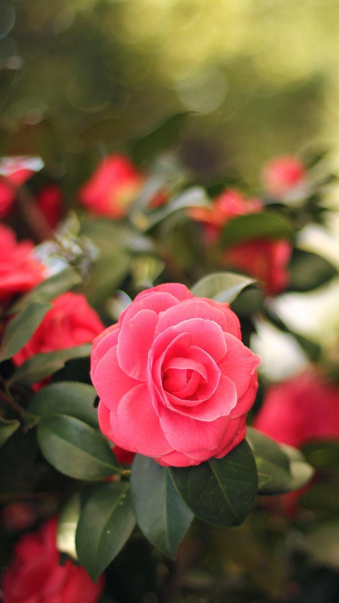 Japanese Rose Wallpapers - Top Free Japanese Rose Backgrounds ...