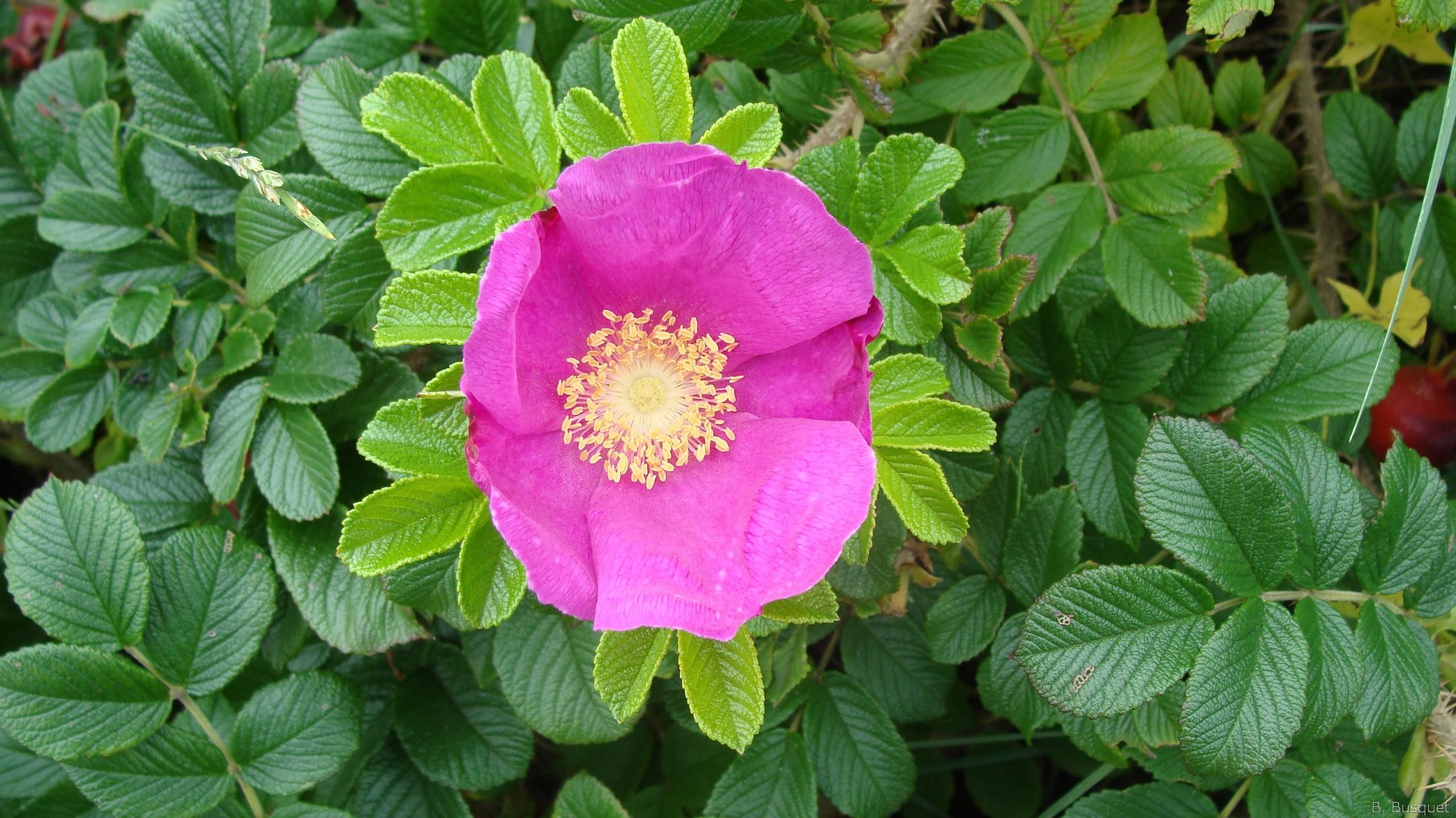 Japanese Rose Wallpapers - Top Free Japanese Rose Backgrounds ...