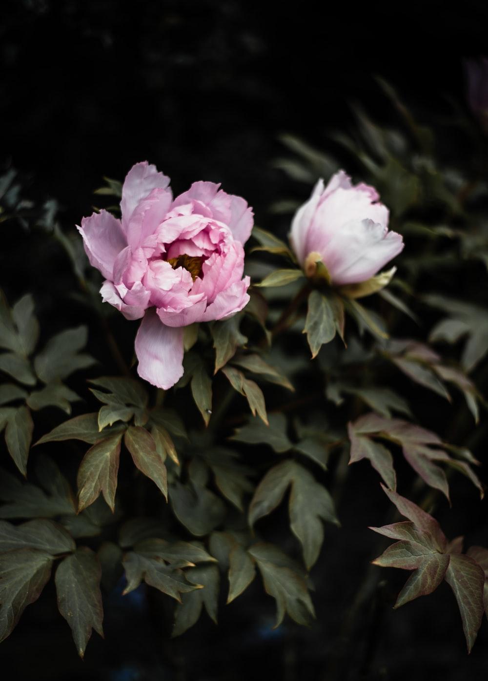 Japanese Rose Wallpapers - Top Free Japanese Rose Backgrounds ...