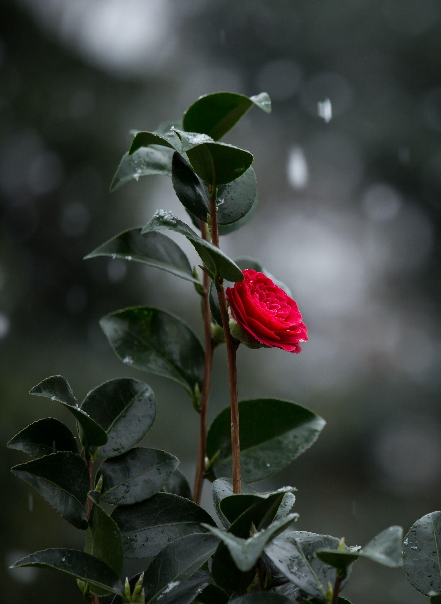 Japanese Rose Wallpapers - Top Free Japanese Rose Backgrounds ...