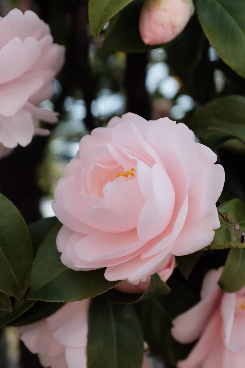 Japanese Rose Wallpapers - Top Free Japanese Rose Backgrounds ...