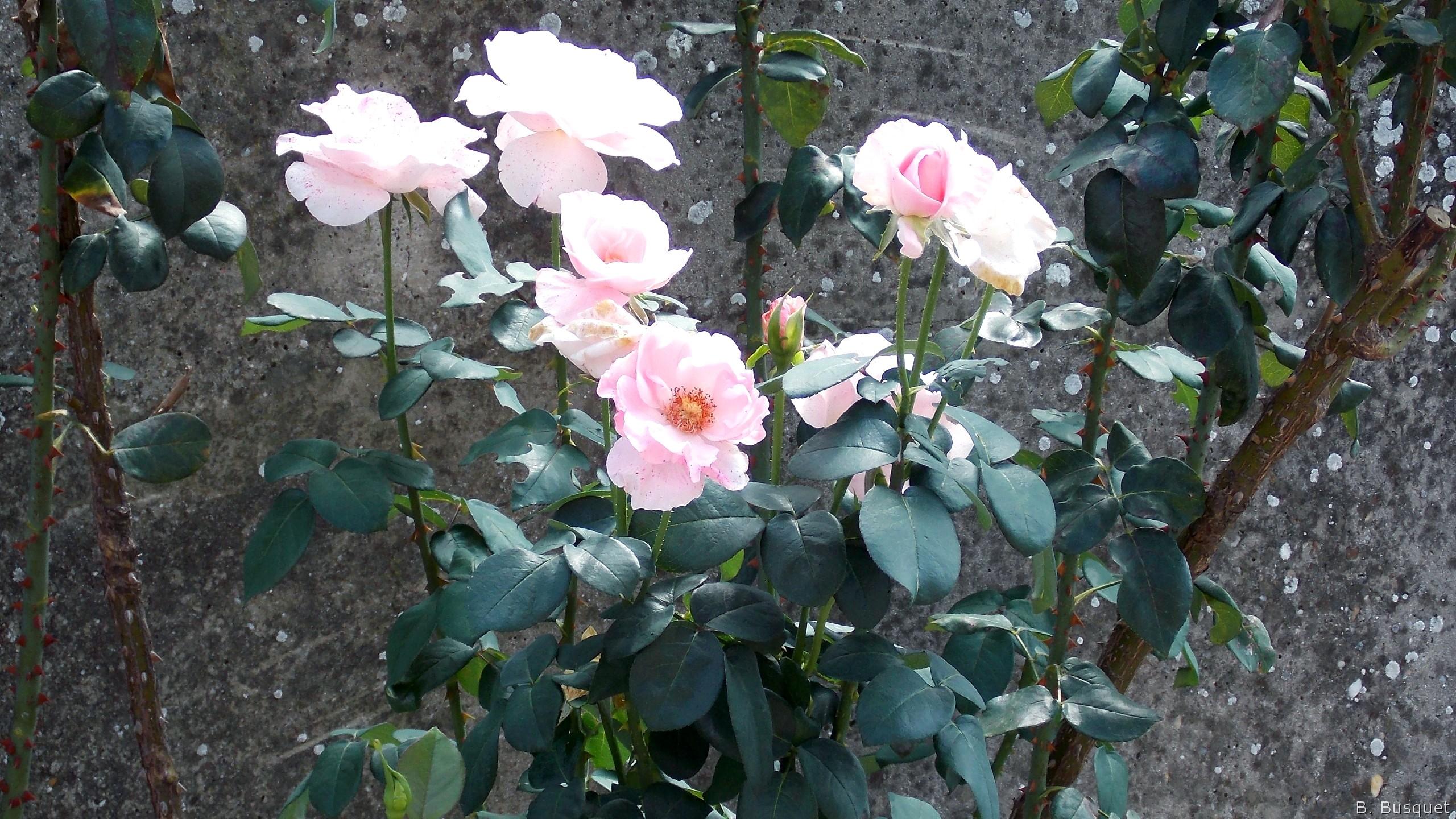 Japanese Rose Wallpapers - Top Free Japanese Rose Backgrounds ...
