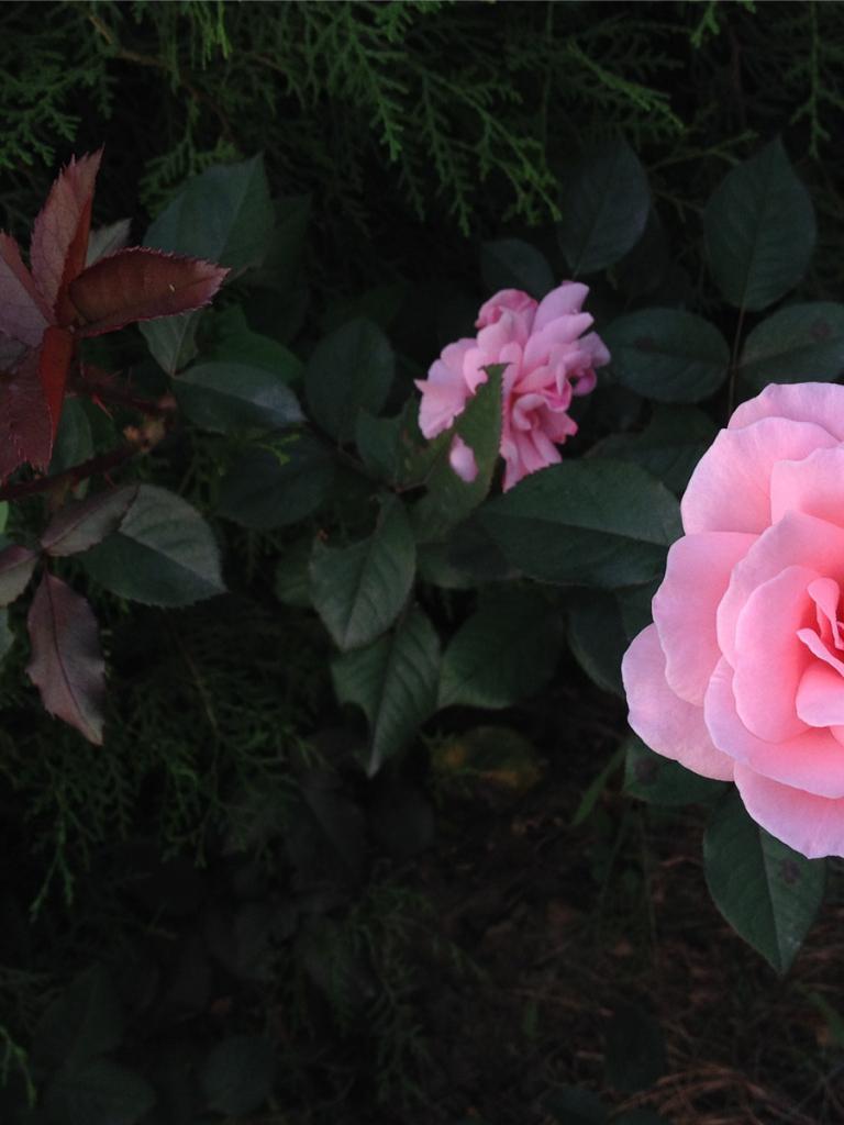 Japanese Rose Wallpapers - Top Free Japanese Rose Backgrounds ...