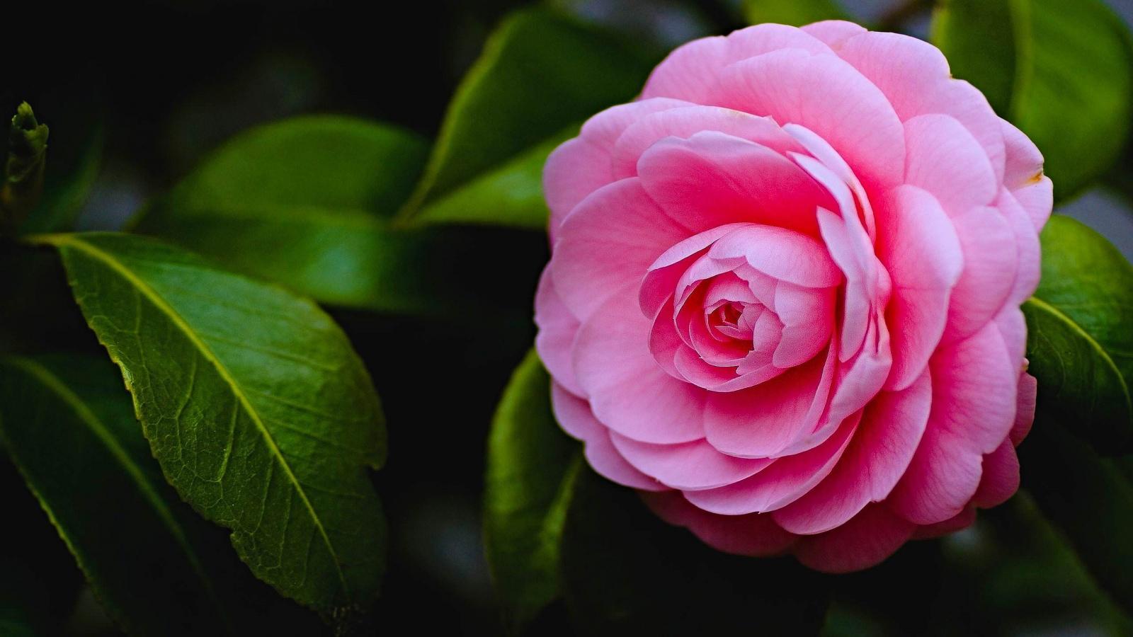 Japanese Rose Wallpapers - Top Free Japanese Rose Backgrounds ...