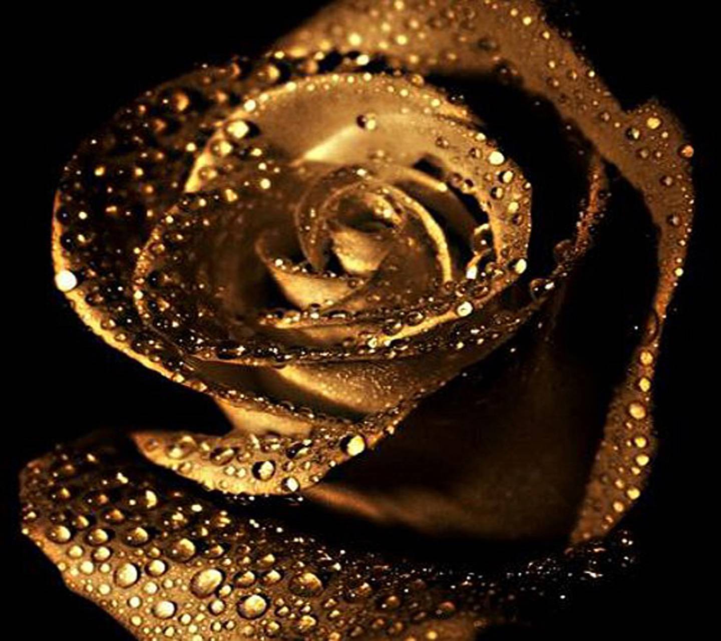 Japanese Rose Wallpapers - Top Free Japanese Rose Backgrounds ...