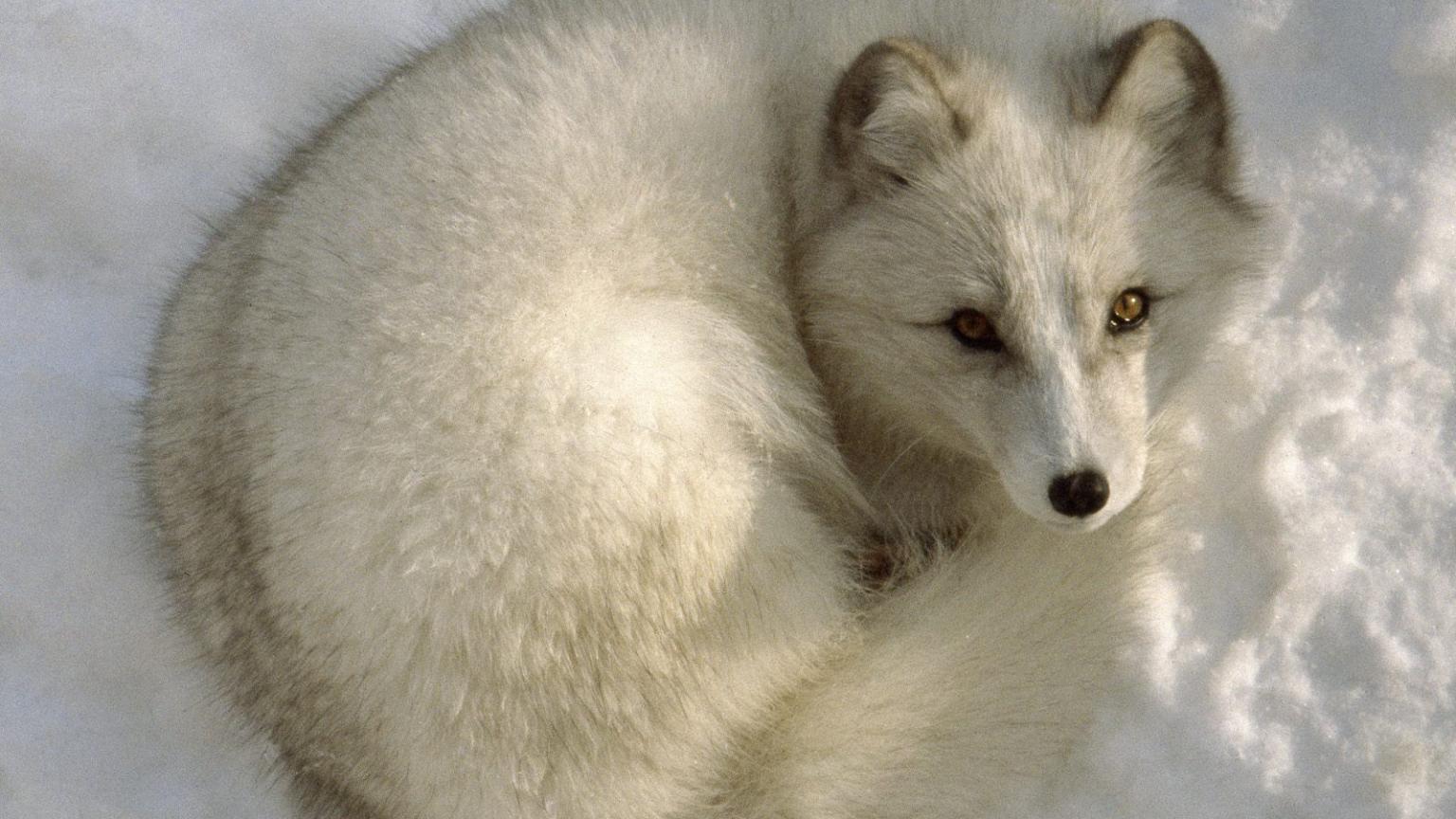 Baby White Fox Wallpapers - Top Free Baby White Fox Backgrounds ...