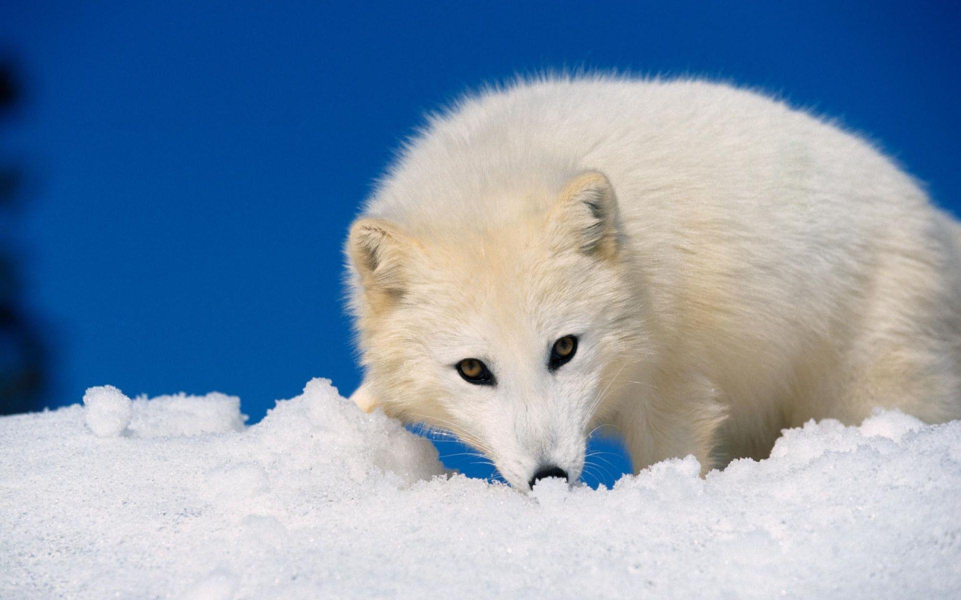 Baby White Fox Wallpapers - Top Free Baby White Fox Backgrounds ...