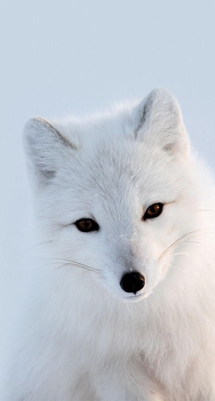 Baby White Fox Wallpapers - Top Free Baby White Fox Backgrounds ...