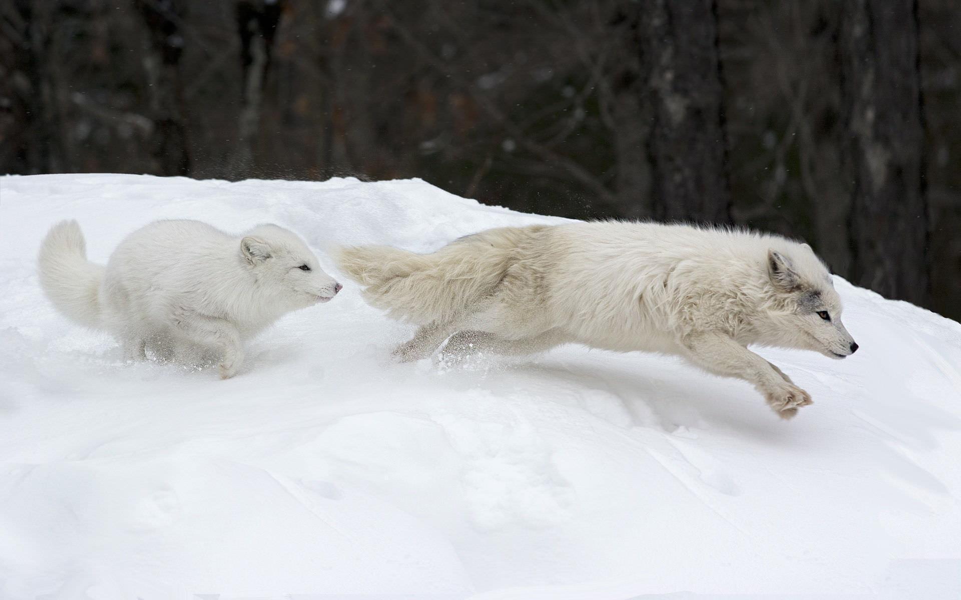Baby White Fox Wallpapers - Top Free Baby White Fox Backgrounds ...