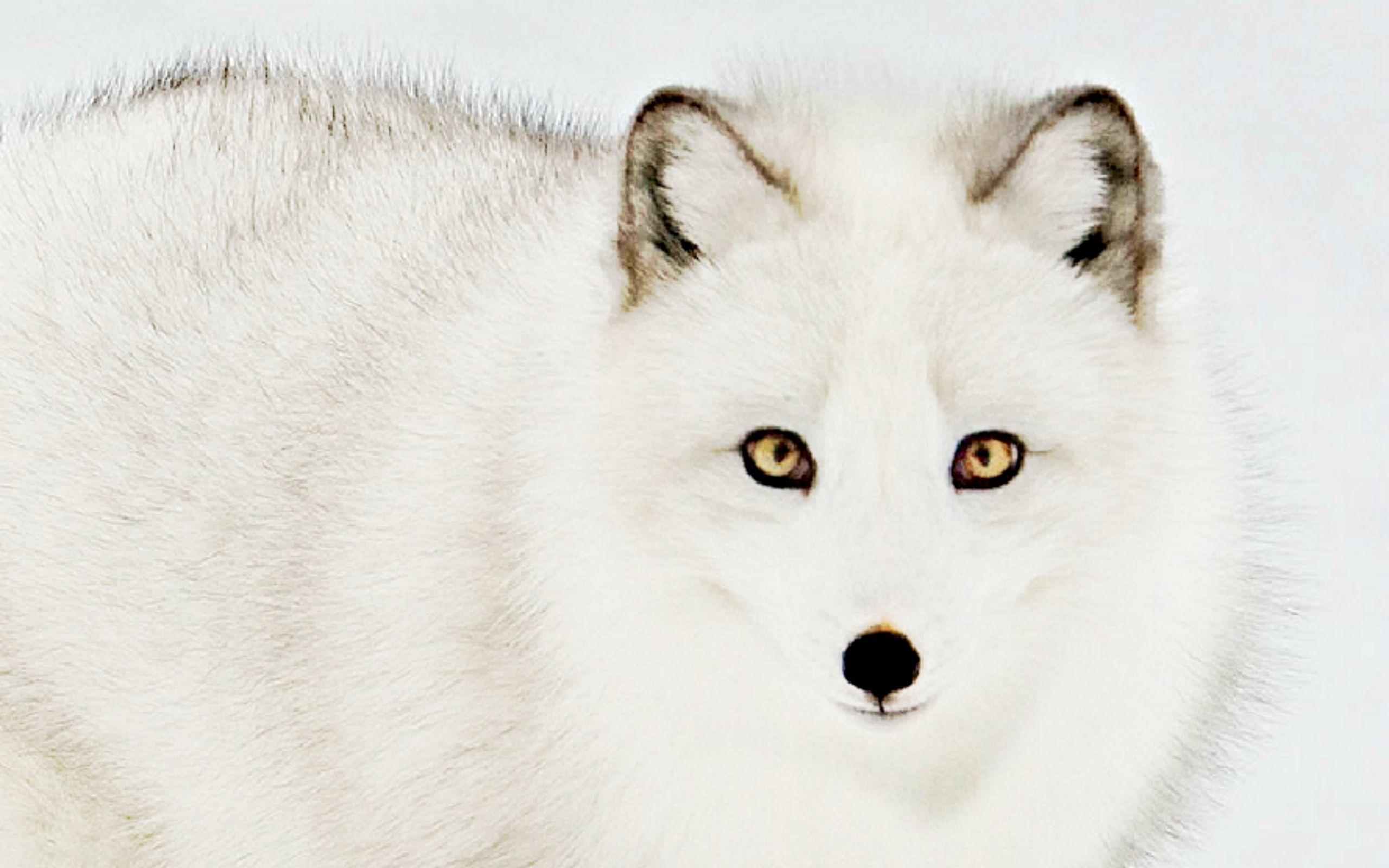 Baby White Fox Wallpapers - Top Free Baby White Fox Backgrounds ...