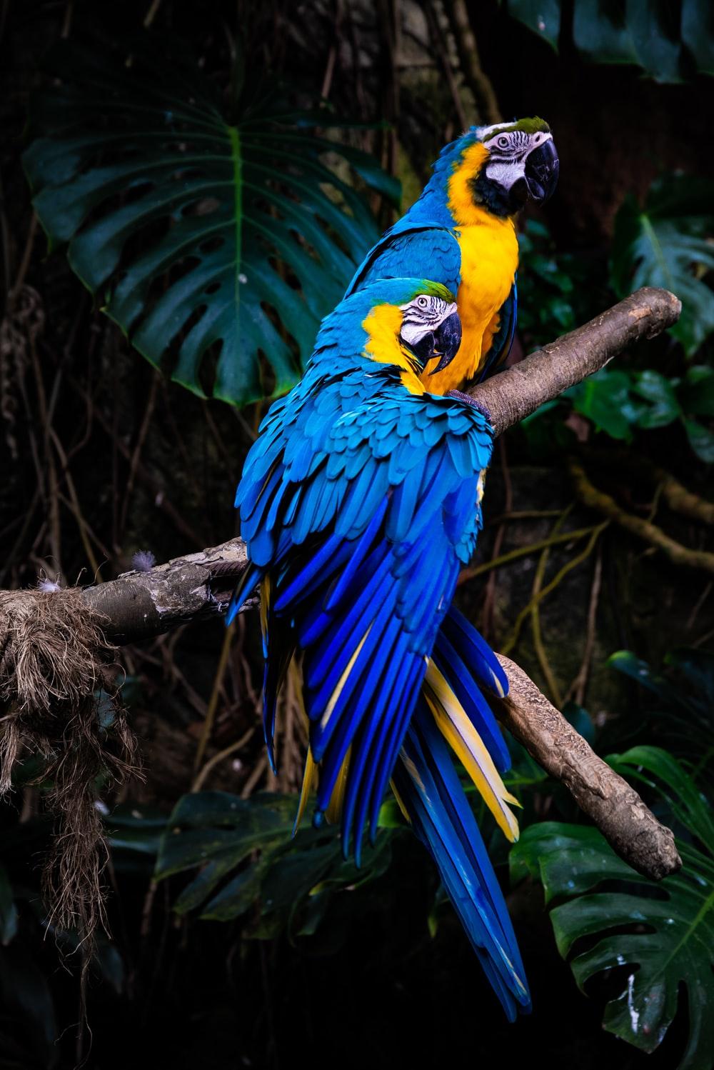 Blue Macaw Wallpapers - Top Free Blue Macaw Backgrounds - WallpaperAccess