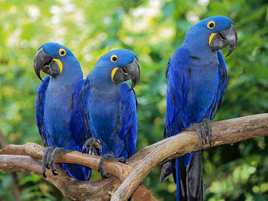 Blue Parrots Wallpapers - Top Free Blue Parrots Backgrounds ...