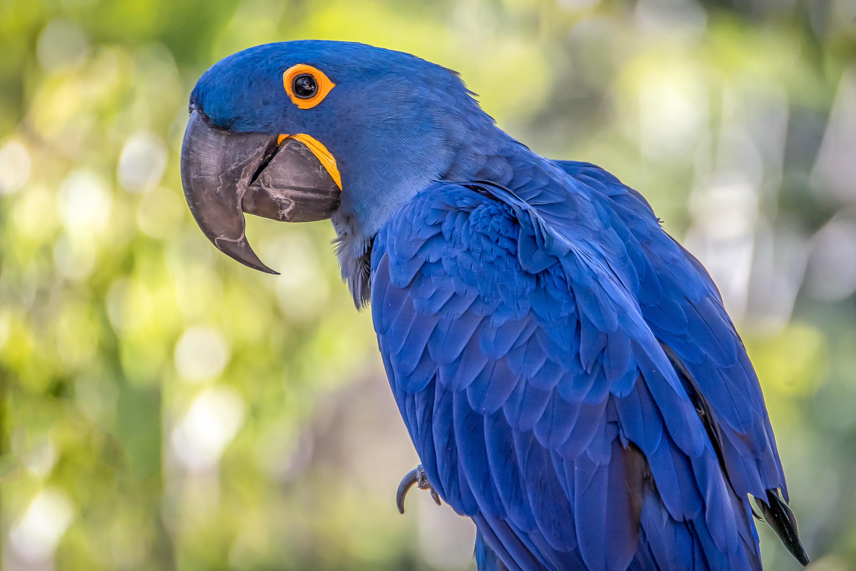 Blue Macaw Wallpapers Top Free Blue Macaw Backgrounds WallpaperAccess Blue Macaw Wallpapers Top Free Blue Macaw Backgrounds WallpaperAccess