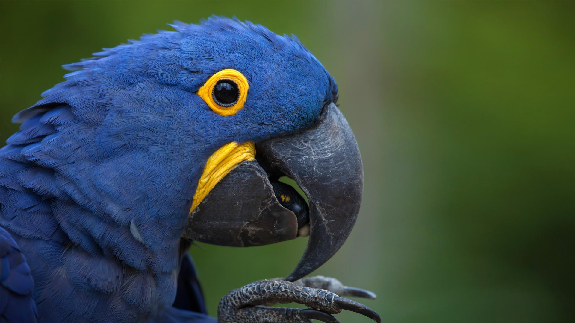 Hyacinth Macaw Wallpapers - Top Free Hyacinth Macaw Backgrounds ...