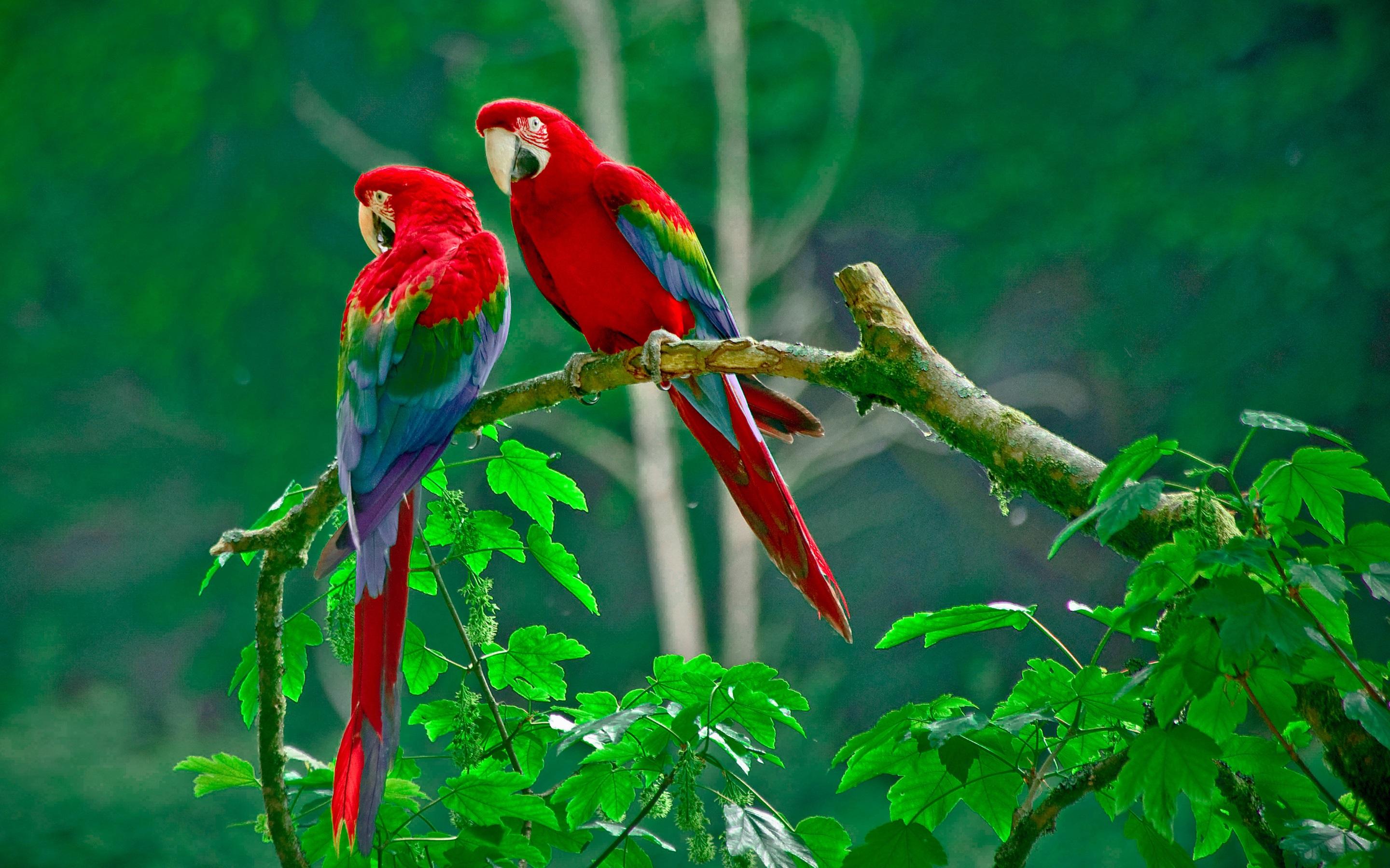 Scarlet Macaw Wallpapers - Top Free Scarlet Macaw Backgrounds ...