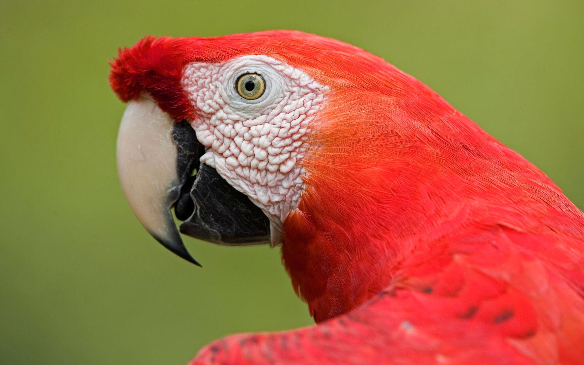 Scarlet Macaw Wallpapers - Top Free Scarlet Macaw Backgrounds ...