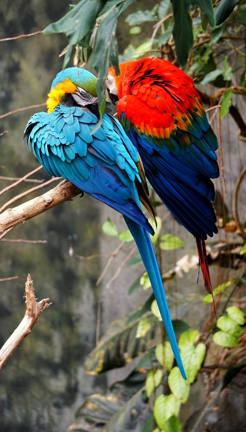 Blue Macaw Wallpapers - Top Free Blue Macaw Backgrounds - WallpaperAccess
