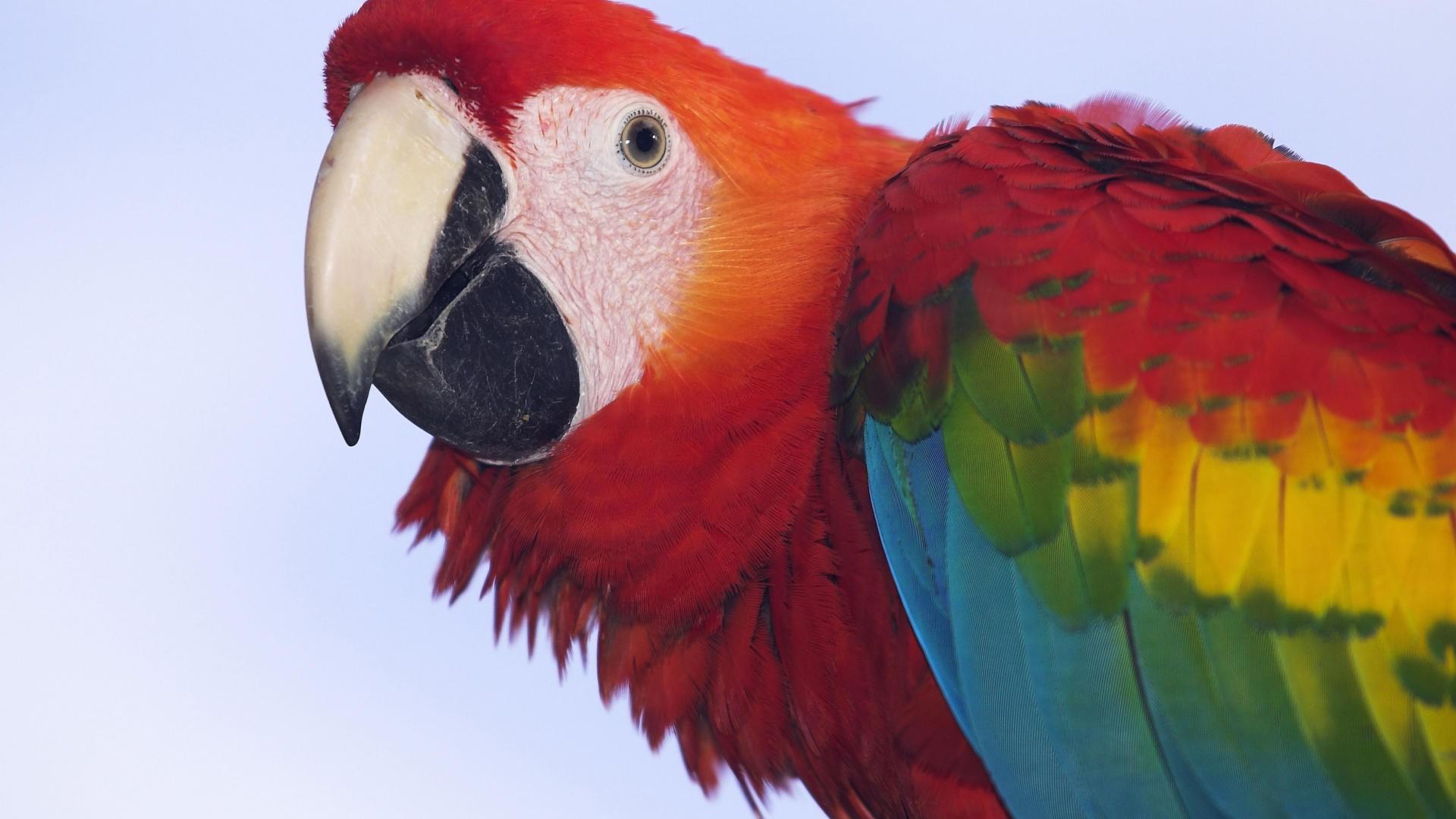 Scarlet Macaw Wallpapers - Top Free Scarlet Macaw Backgrounds ...