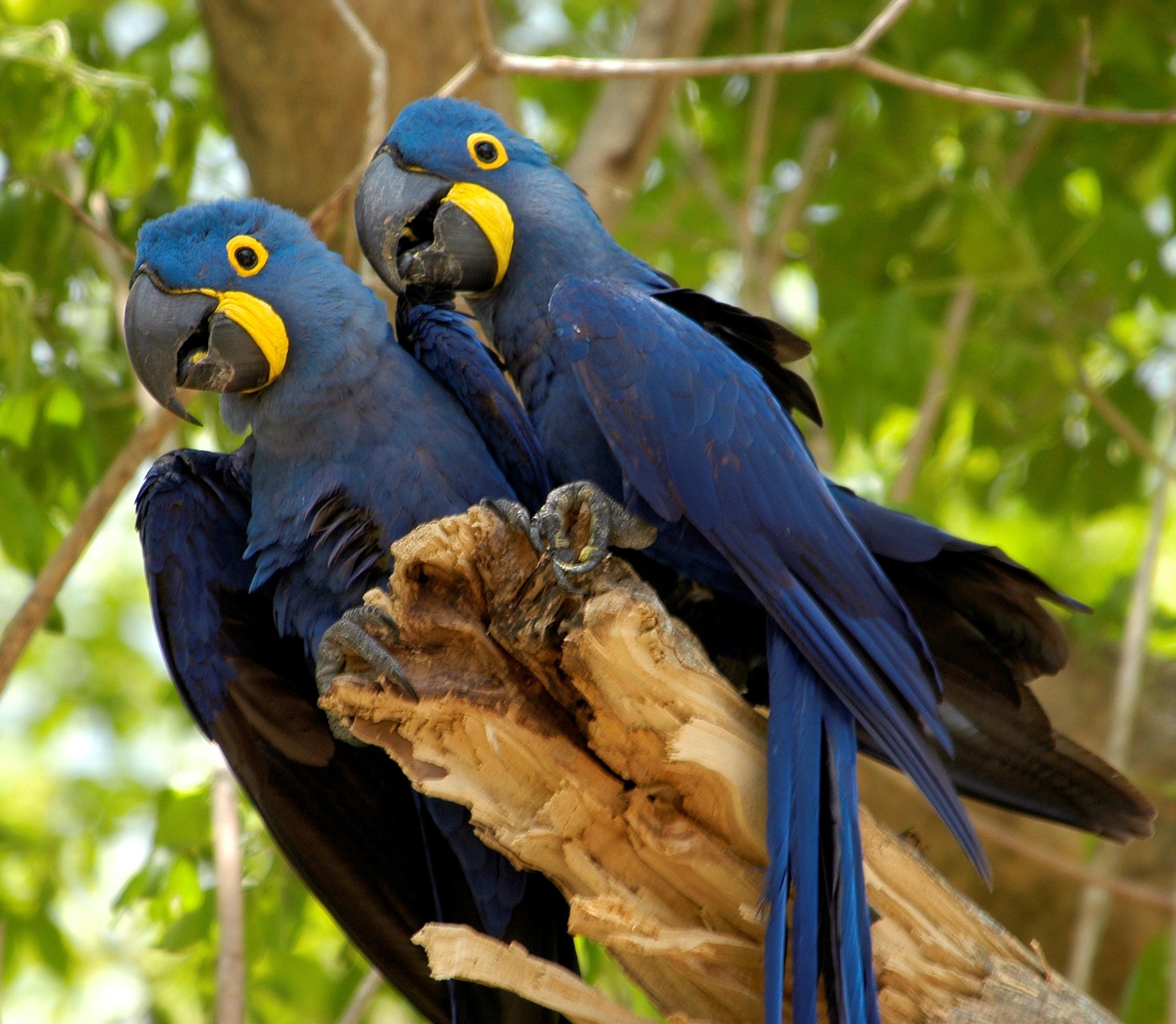 Hyacinth Macaw Wallpapers - Top Free Hyacinth Macaw Backgrounds - WallpaperAccess