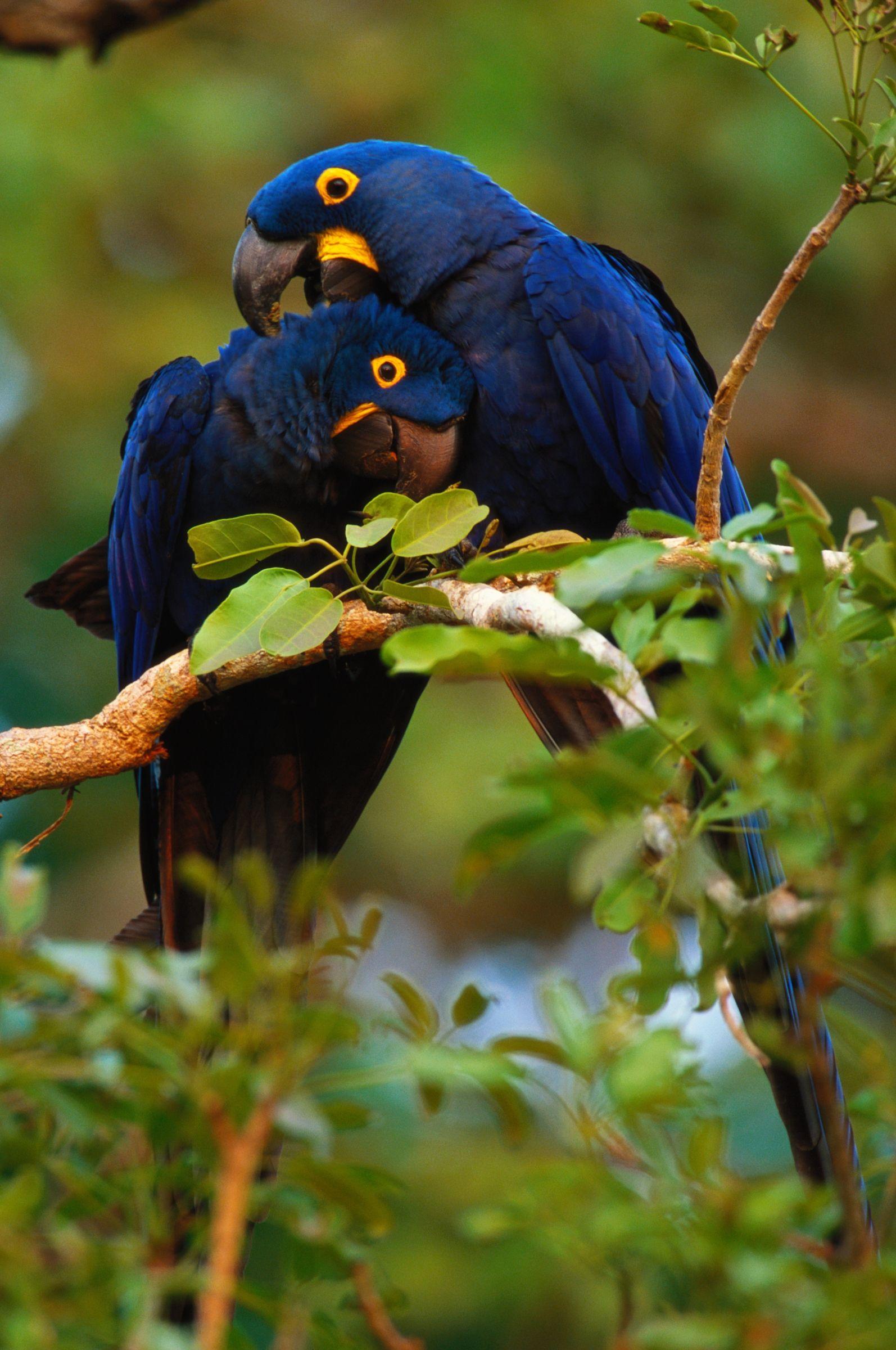 Hyacinth Macaw Wallpapers - Top Free Hyacinth Macaw Backgrounds - WallpaperAccess