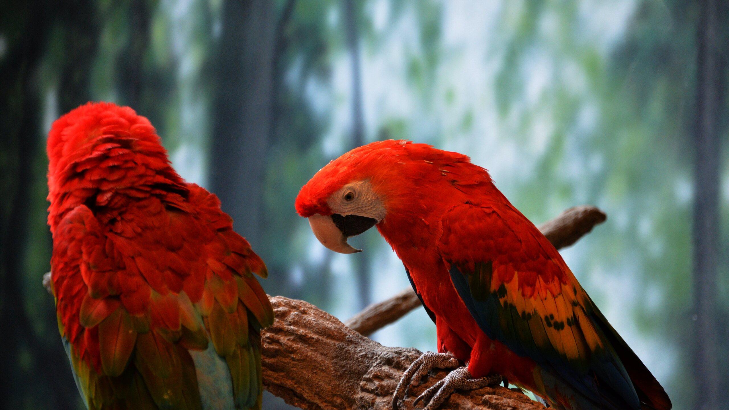 Scarlet Macaw Wallpapers - Top Free Scarlet Macaw Backgrounds ...