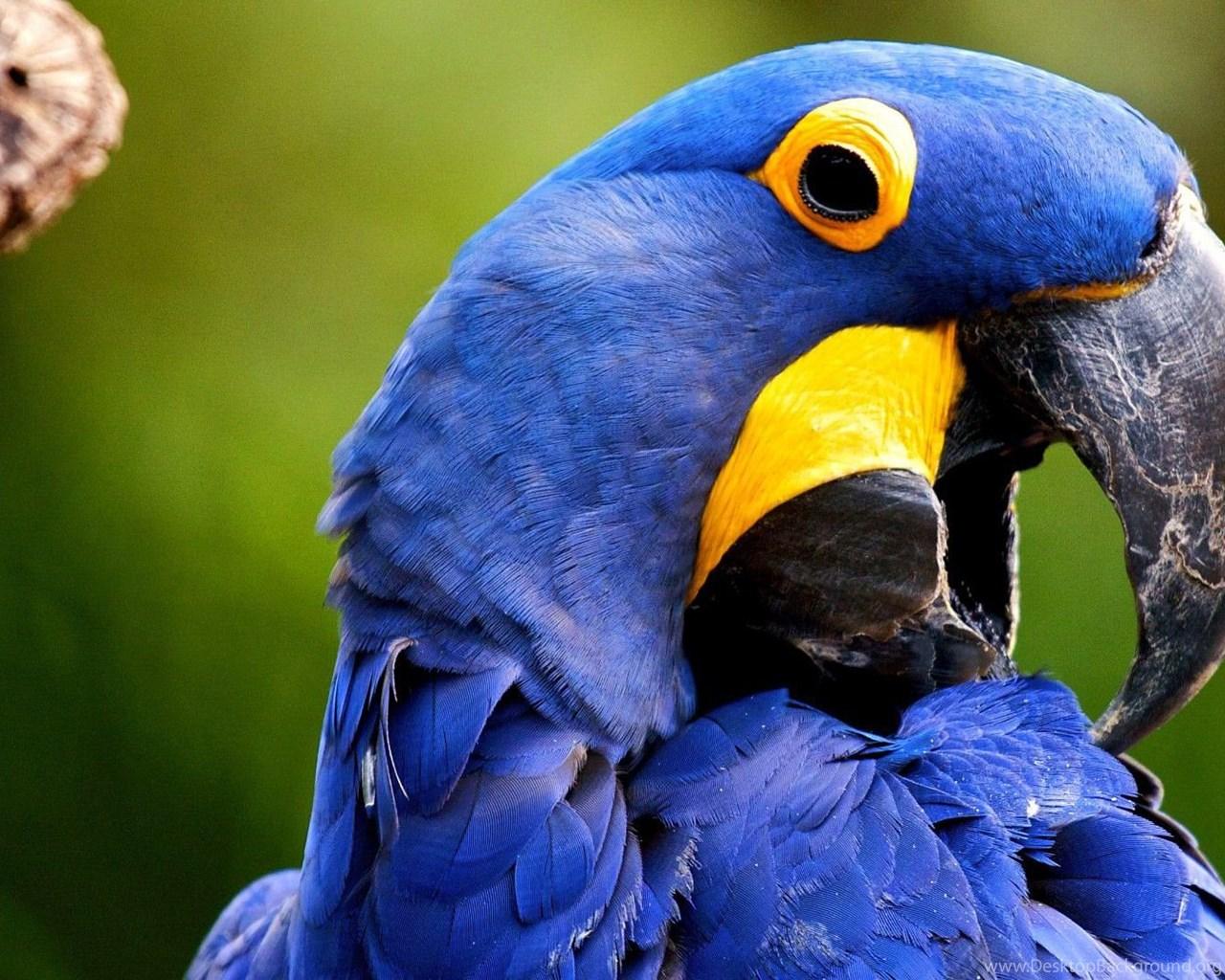 Hyacinth Macaw Wallpapers - Top Free Hyacinth Macaw Backgrounds - WallpaperAccess