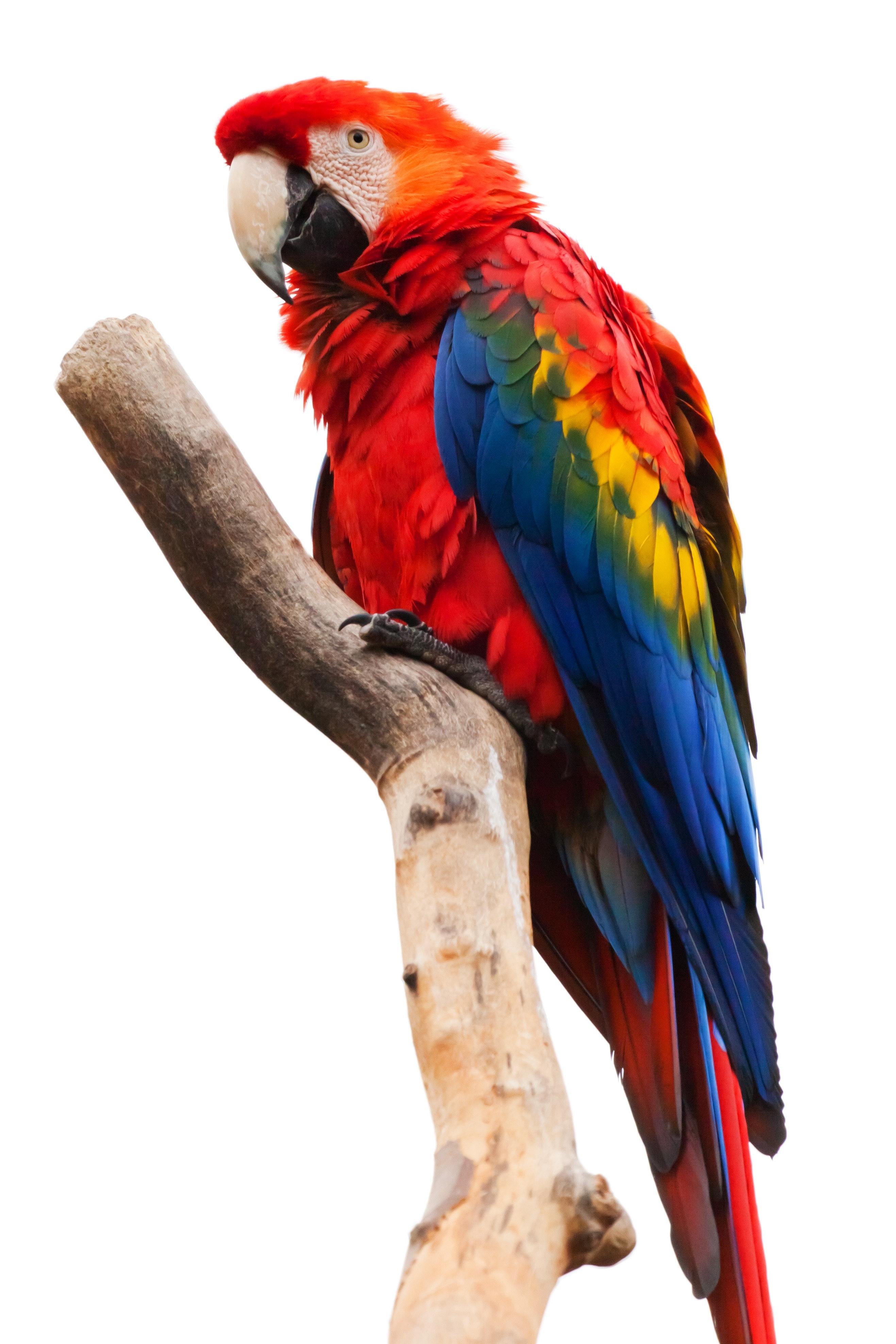 Scarlet Macaw Wallpapers - Top Free Scarlet Macaw Backgrounds ...