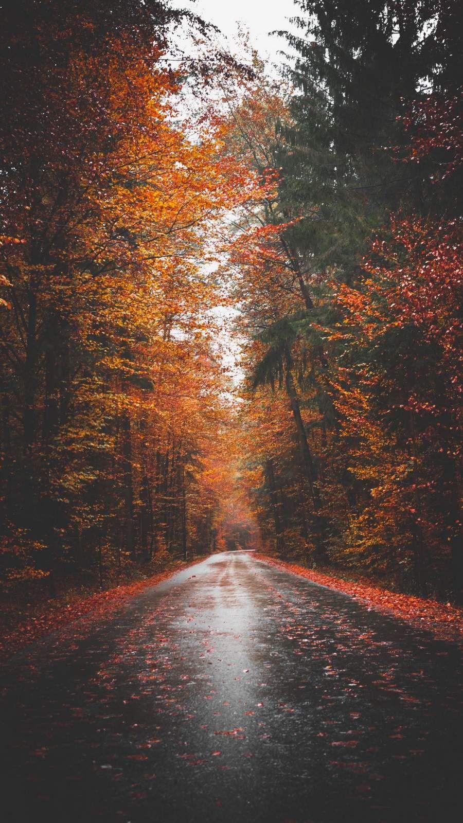 Autumn Forest iPhone Wallpapers - Top Free Autumn Forest iPhone ...