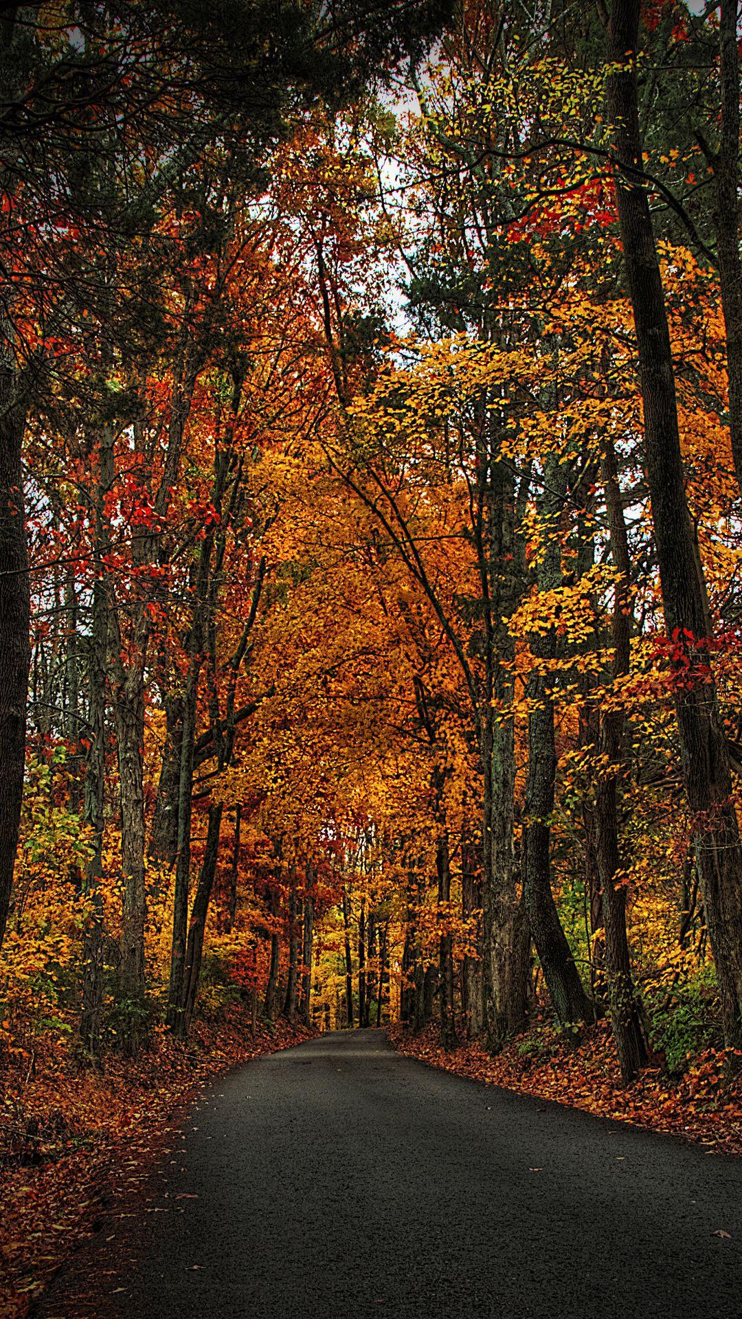 Autumn Forest iPhone Wallpapers - Top Free Autumn Forest iPhone ...