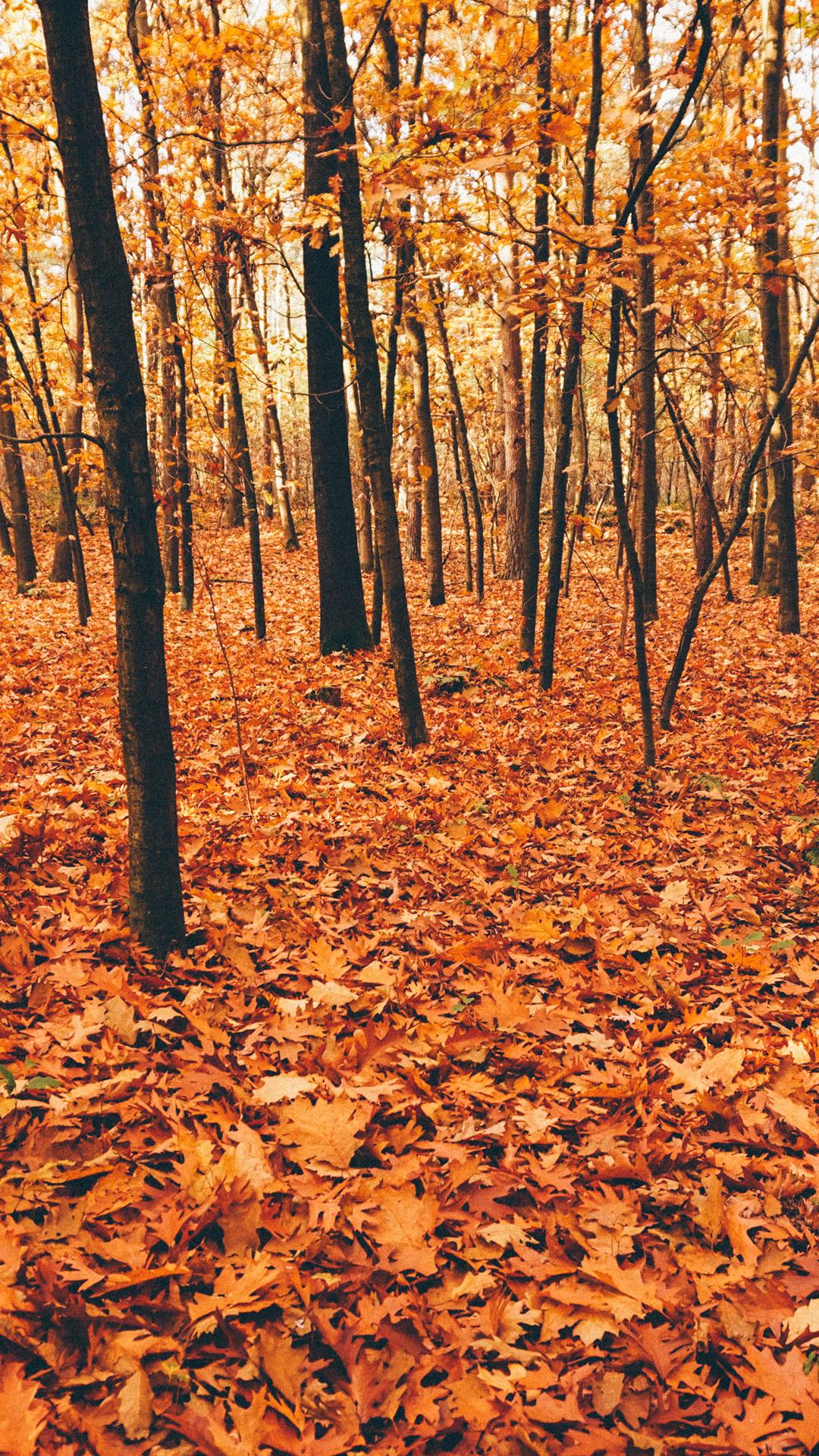 Autumn Forest iPhone Wallpapers - Top Free Autumn Forest iPhone ...