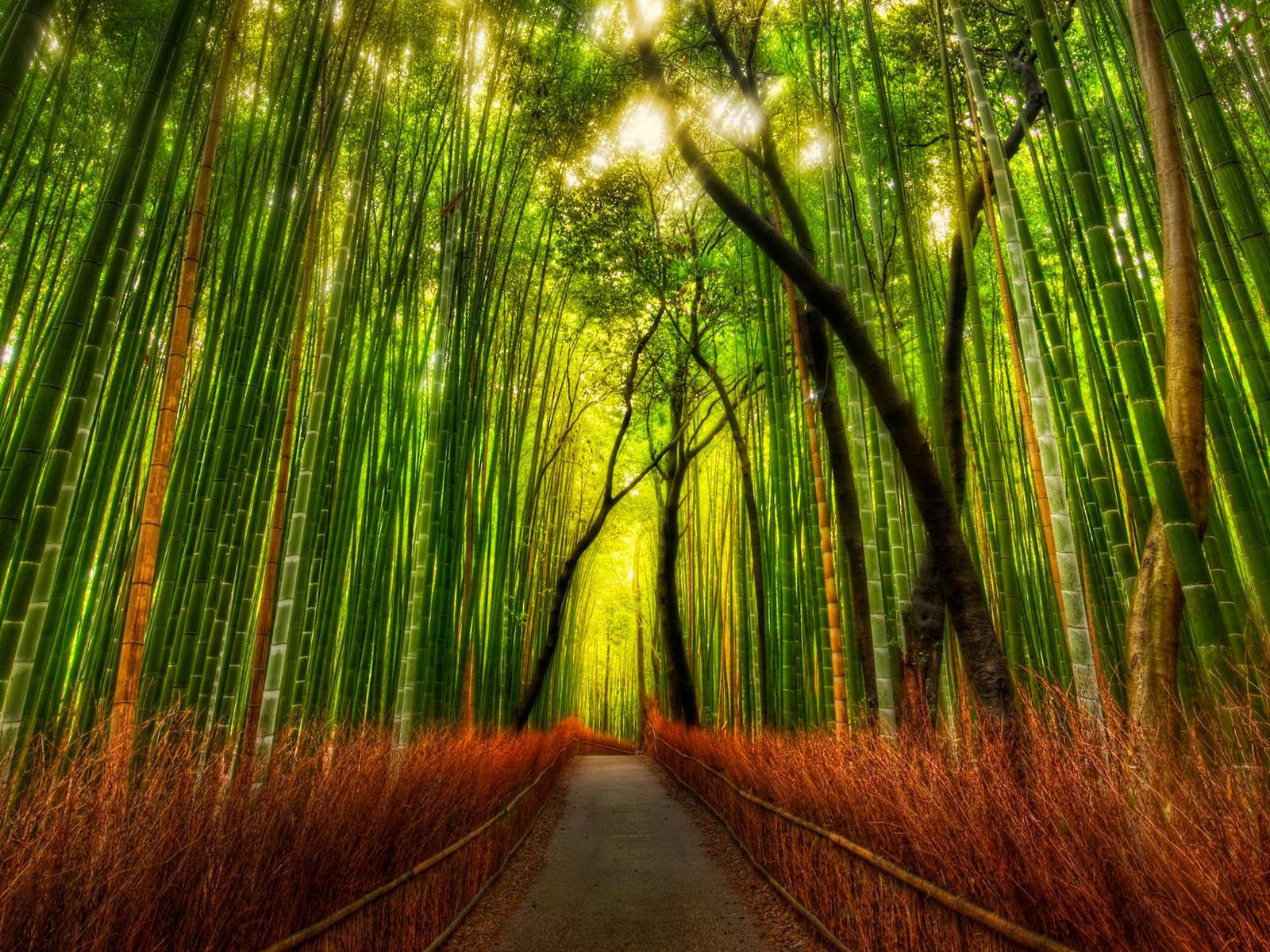 Bamboo Forest Desktop Wallpapers - Top Free Bamboo Forest Desktop ...
