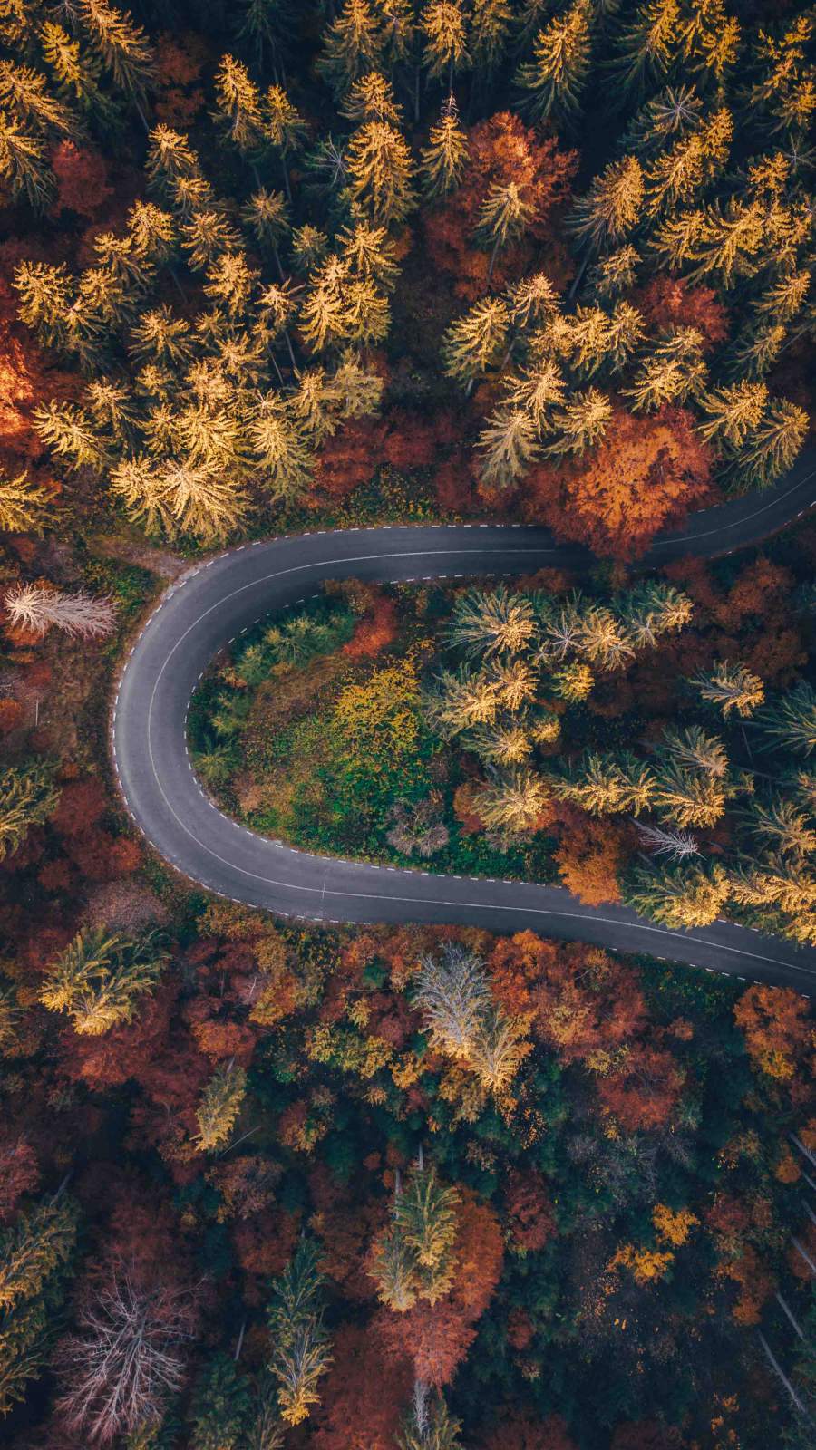 Autumn Forest iPhone Wallpapers - Top Free Autumn Forest iPhone ...